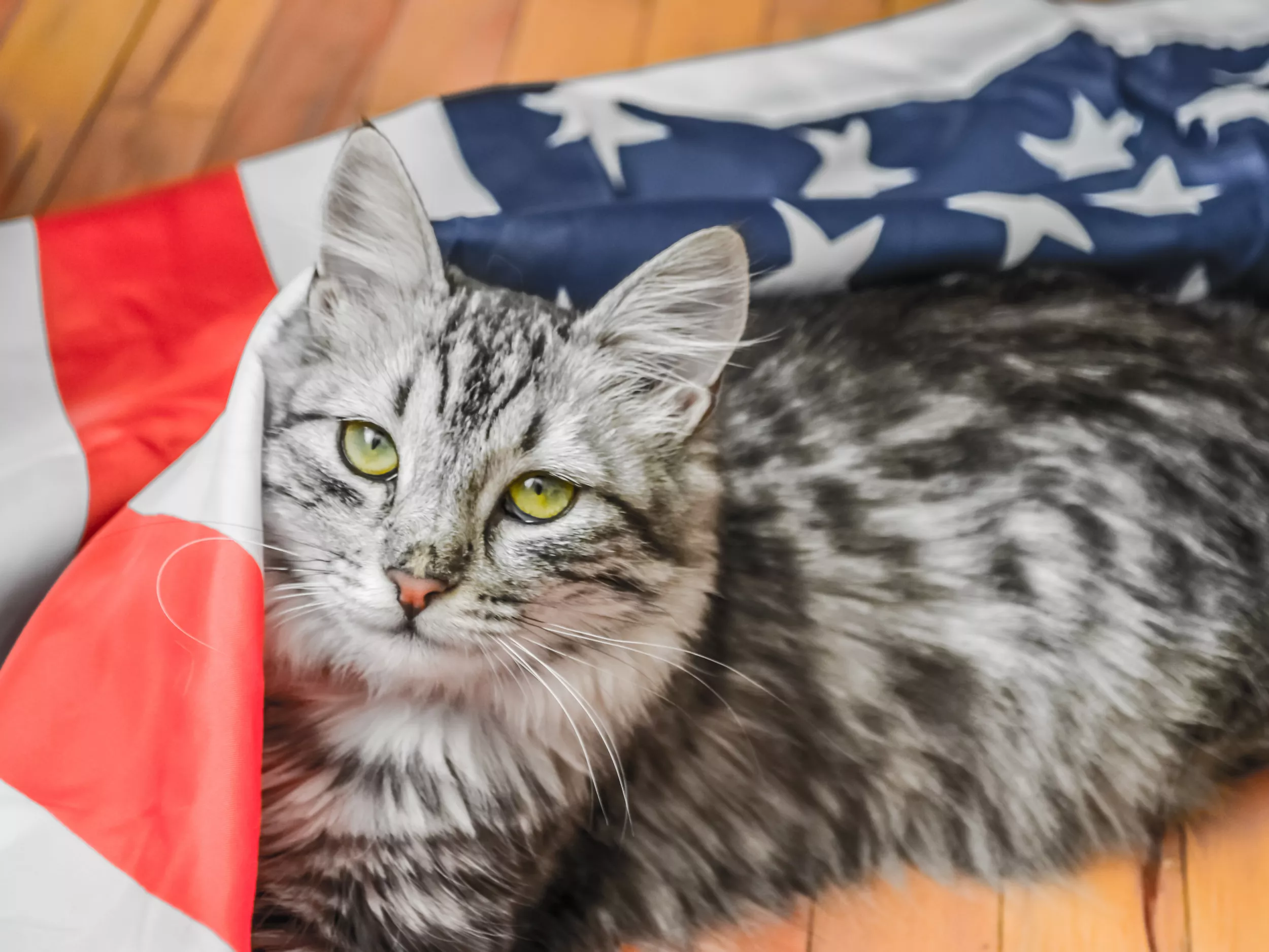 American Flag Cat
