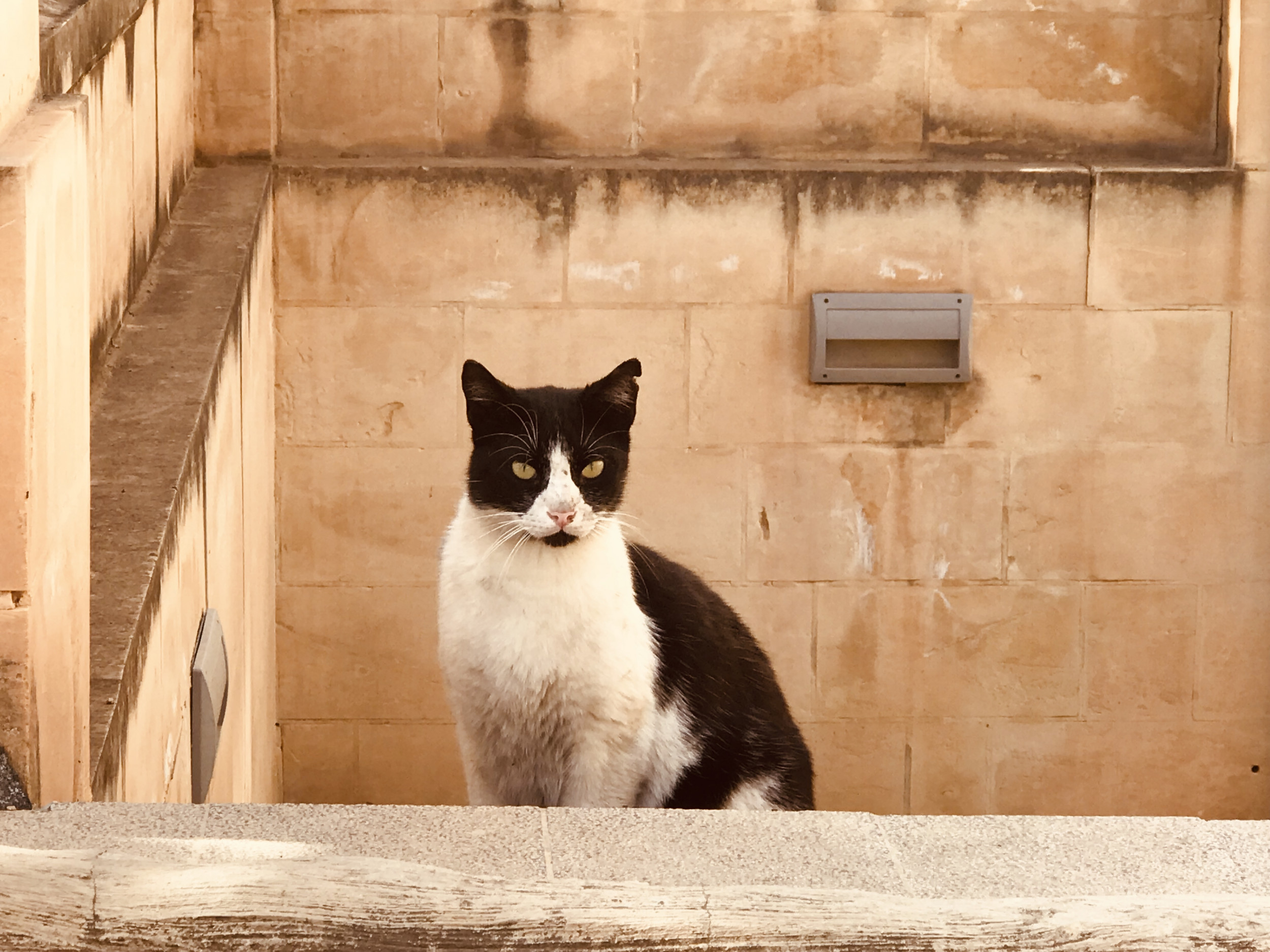 Cats Remember Being Worshipped In Ancient Egypt In Hilarious Online Trend
