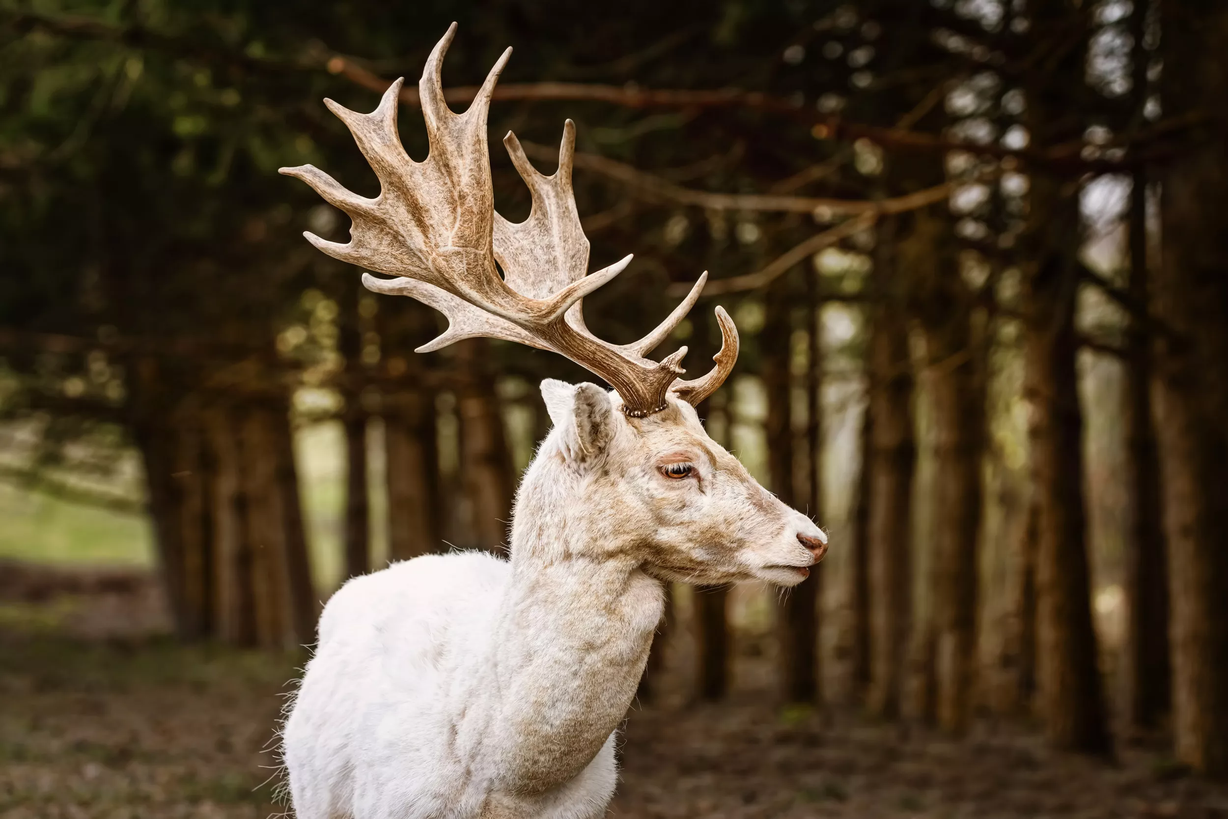 Big White Stag