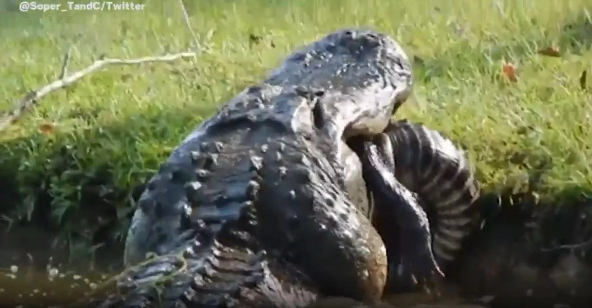 Baby American Alligator Eating