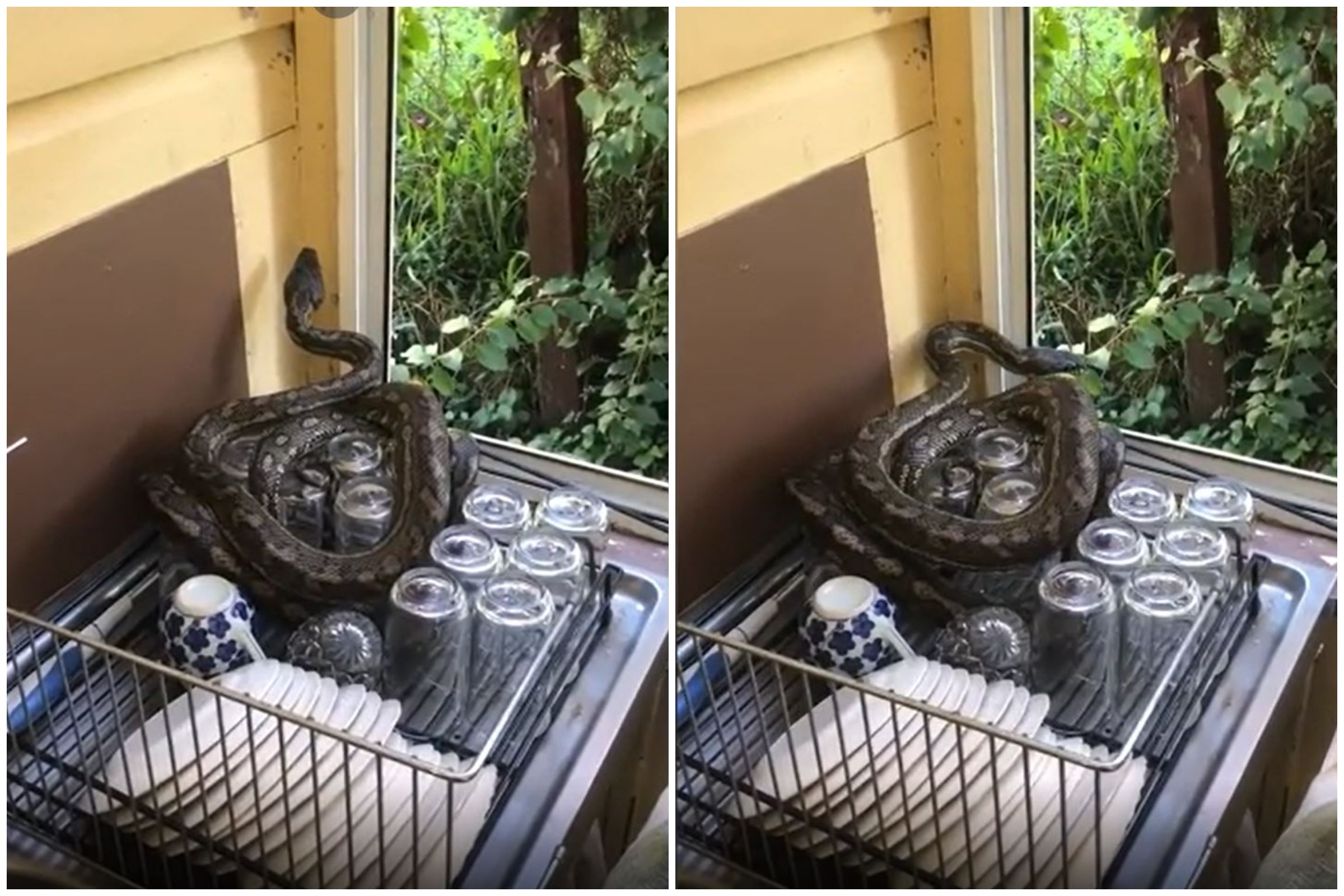Man Finds Huge Python Curled up on Dish Rack as He Cleared Plates ...