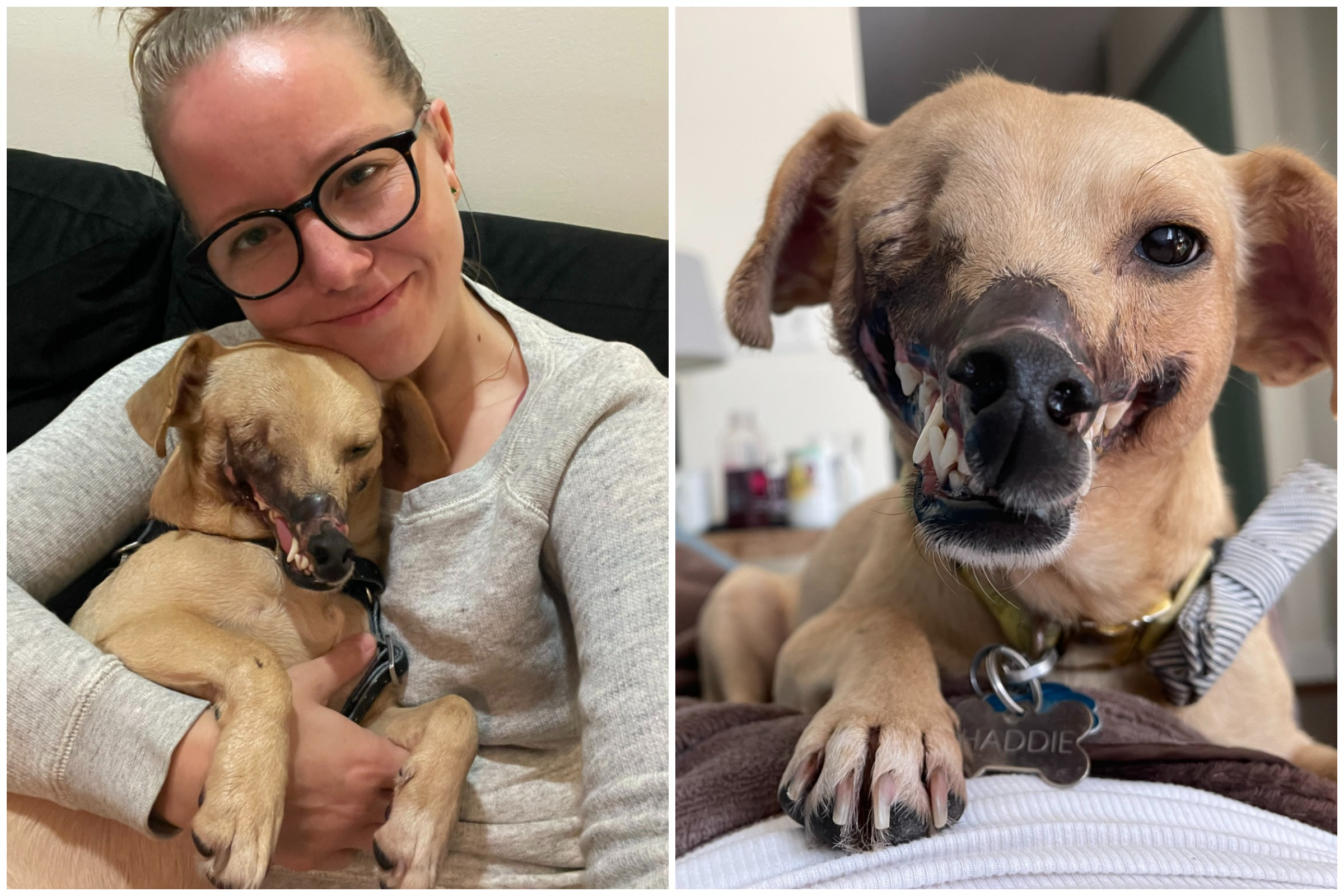Bait Pup Who Lost Half Her Face To Brutal Dogfights Learns To Love Bait Pup Who Lost Half Her Face To Brutal Dogfights Learns To Love