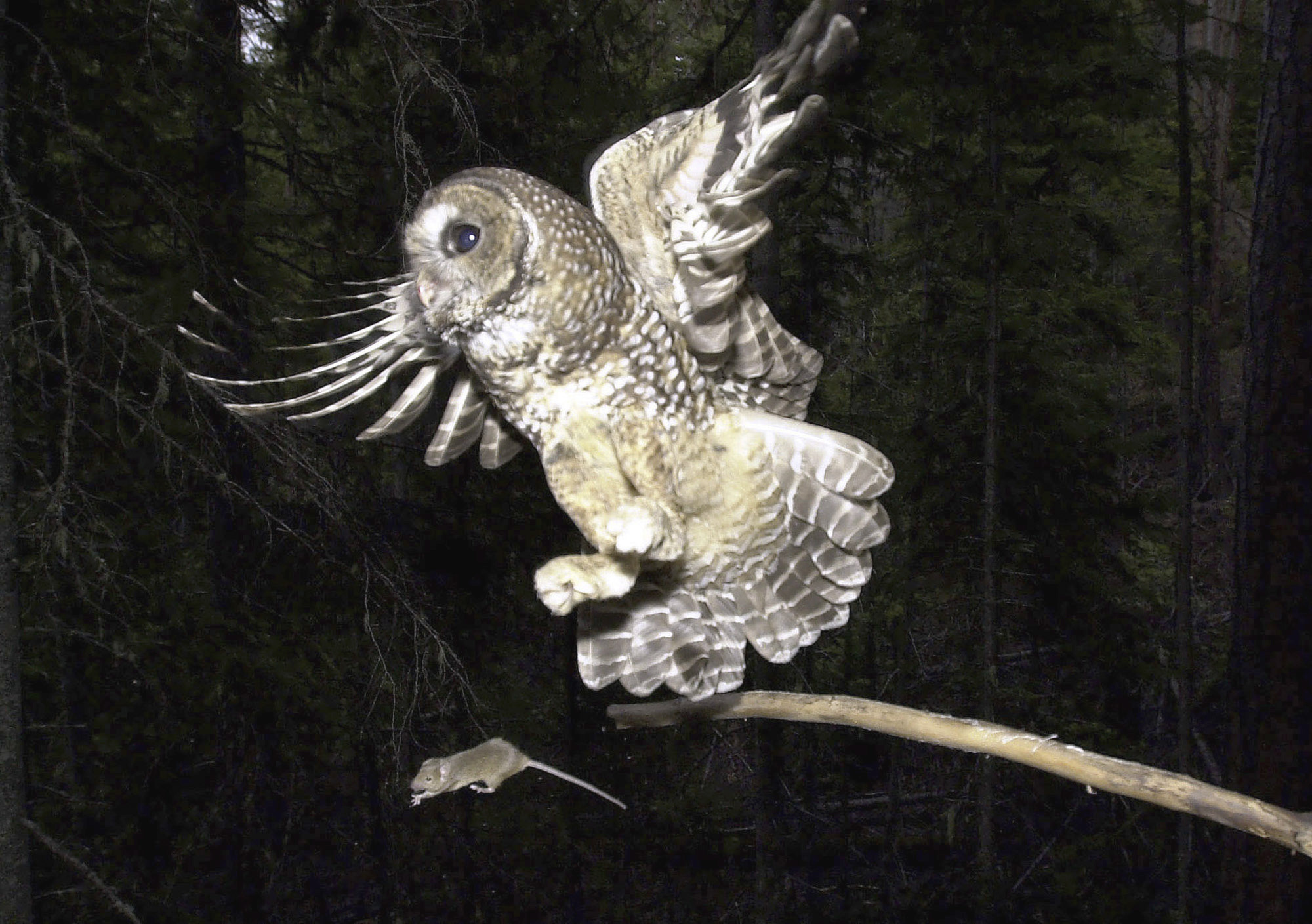 Protecting Spotted Owls Yet Another Tussle Between Trump-Era Policies ...