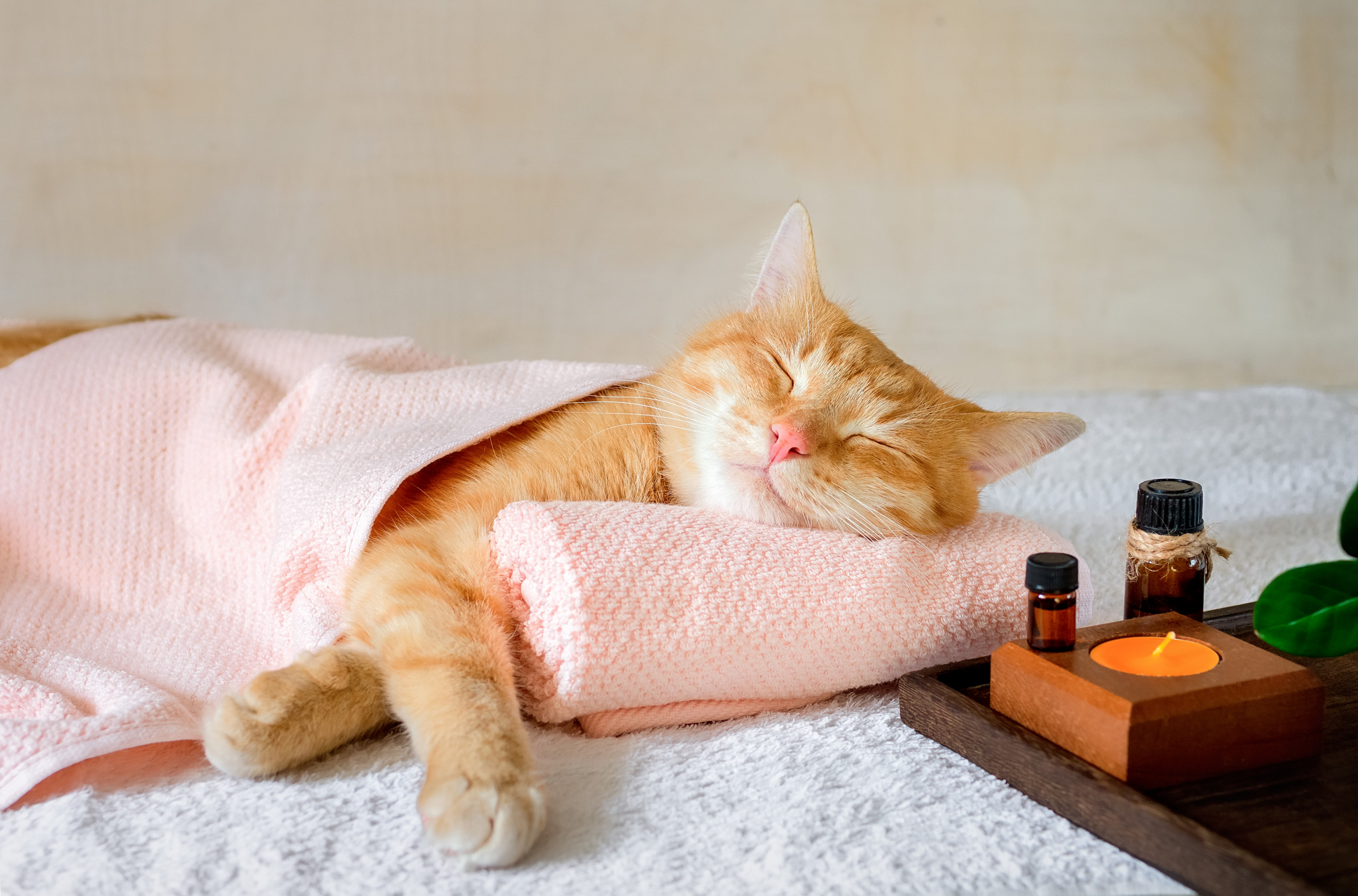 Cat Has The Time Of Its Life Getting A Massage In Adorable Video Newsweek
