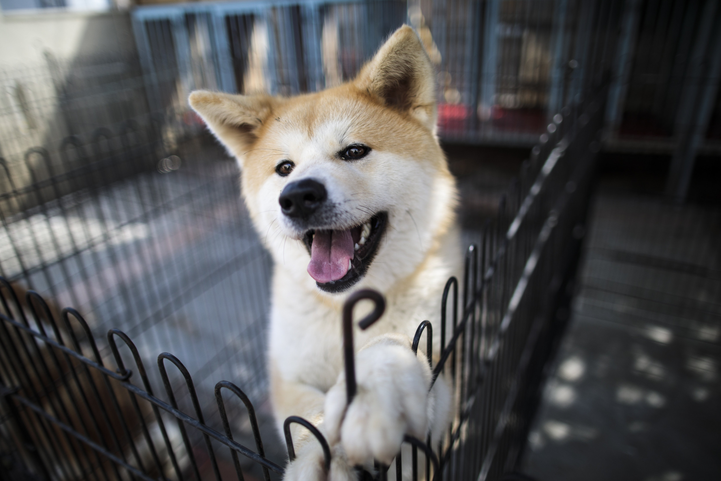 Man Loses Both Legs After Being Attacked by Brother-in-Law's Dog - Newsweek