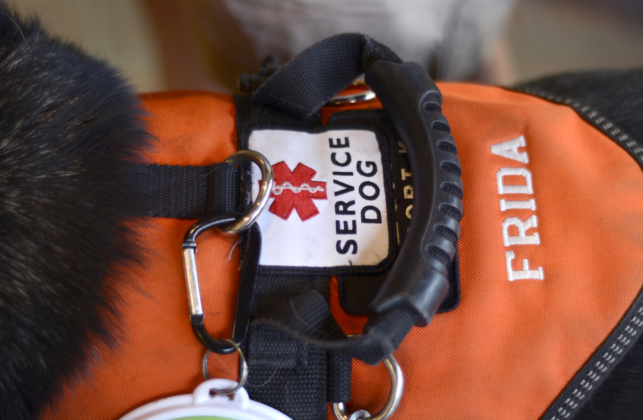 Dedicated Service Dog Gathers All The Juice In Heartwarming Video ...