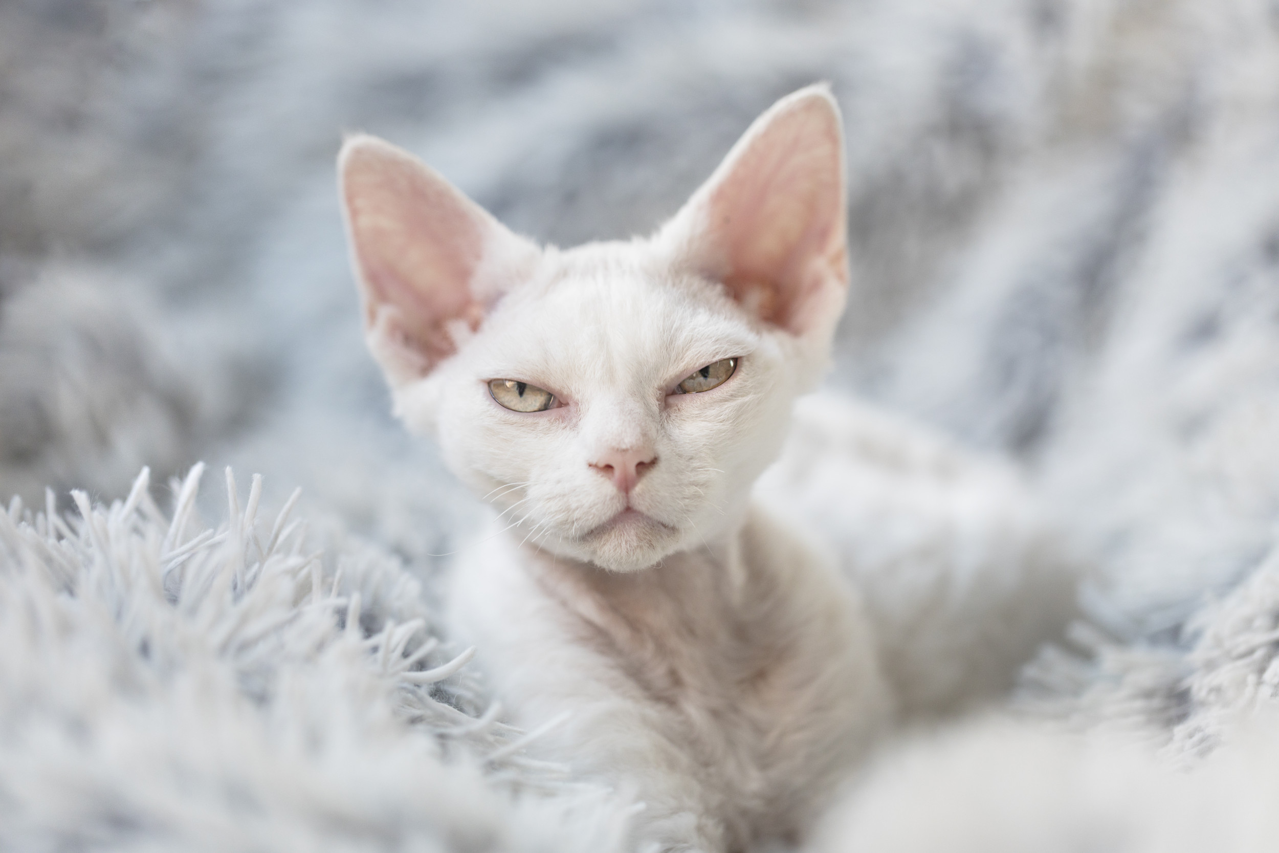 Scientists Create Test To Find Out If Your Cat Is A Psychopath Scientists Create Test To Find Out If Your Cat Is A Psychopath