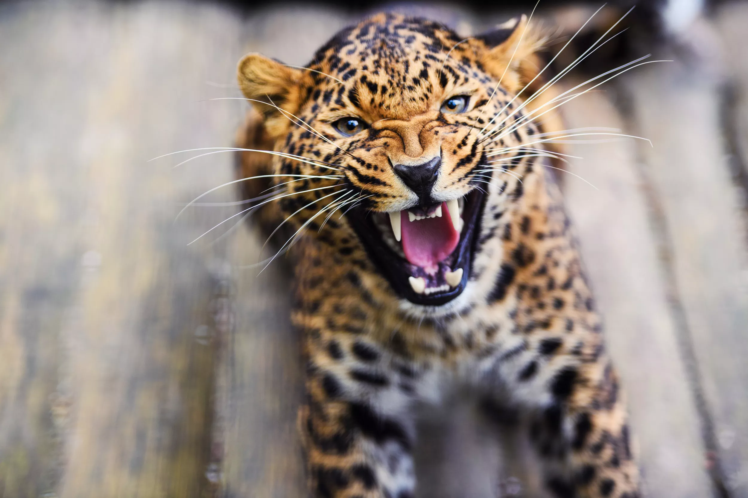 Leopard Growl