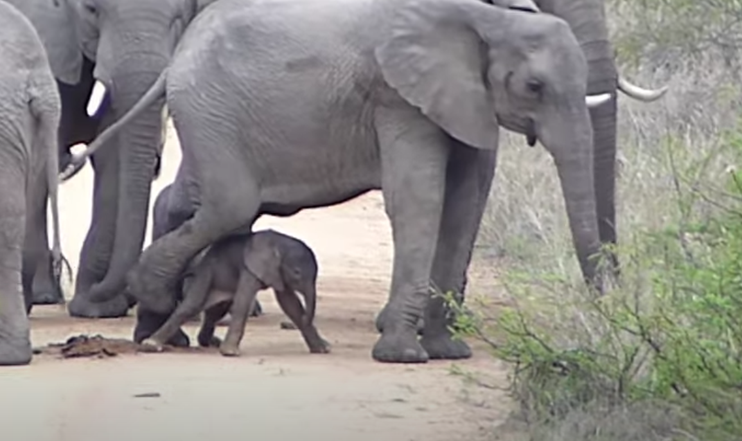 25 Years Later, the Dream of Witnessing a Wild Elephant Birth Finally ...