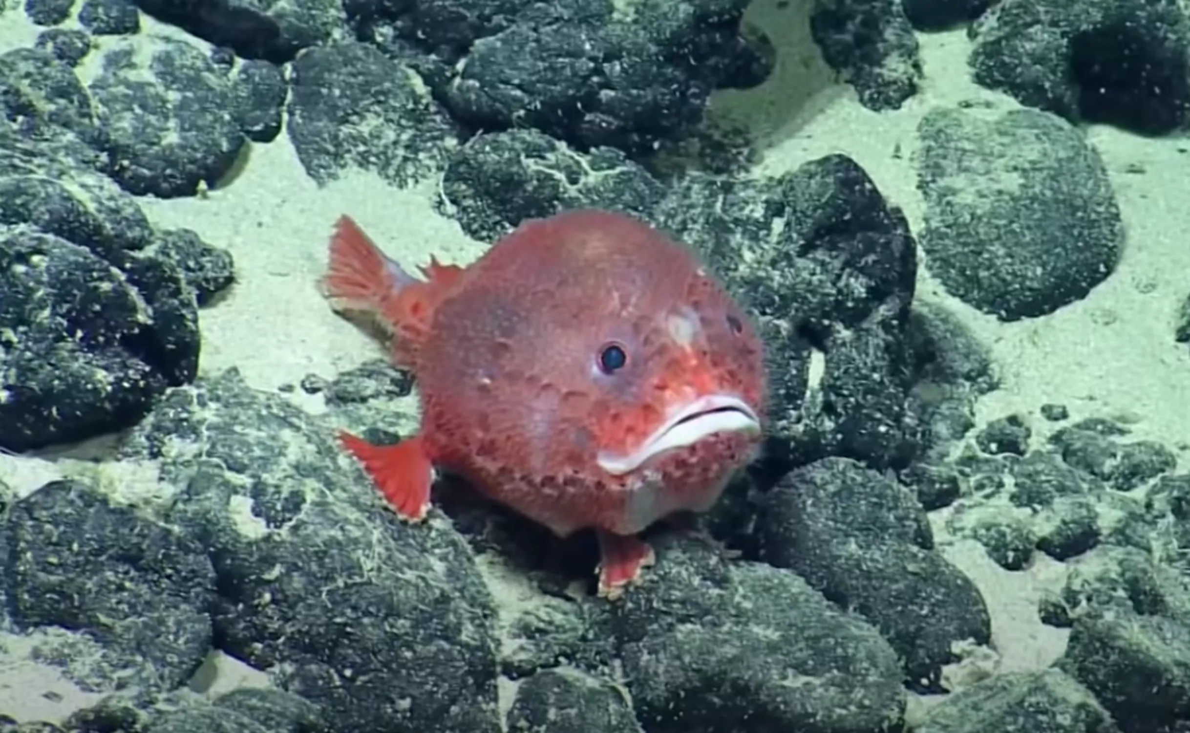 Real Life Angler Fish Angler Fish (Real Life Sea Monsters): Owen,