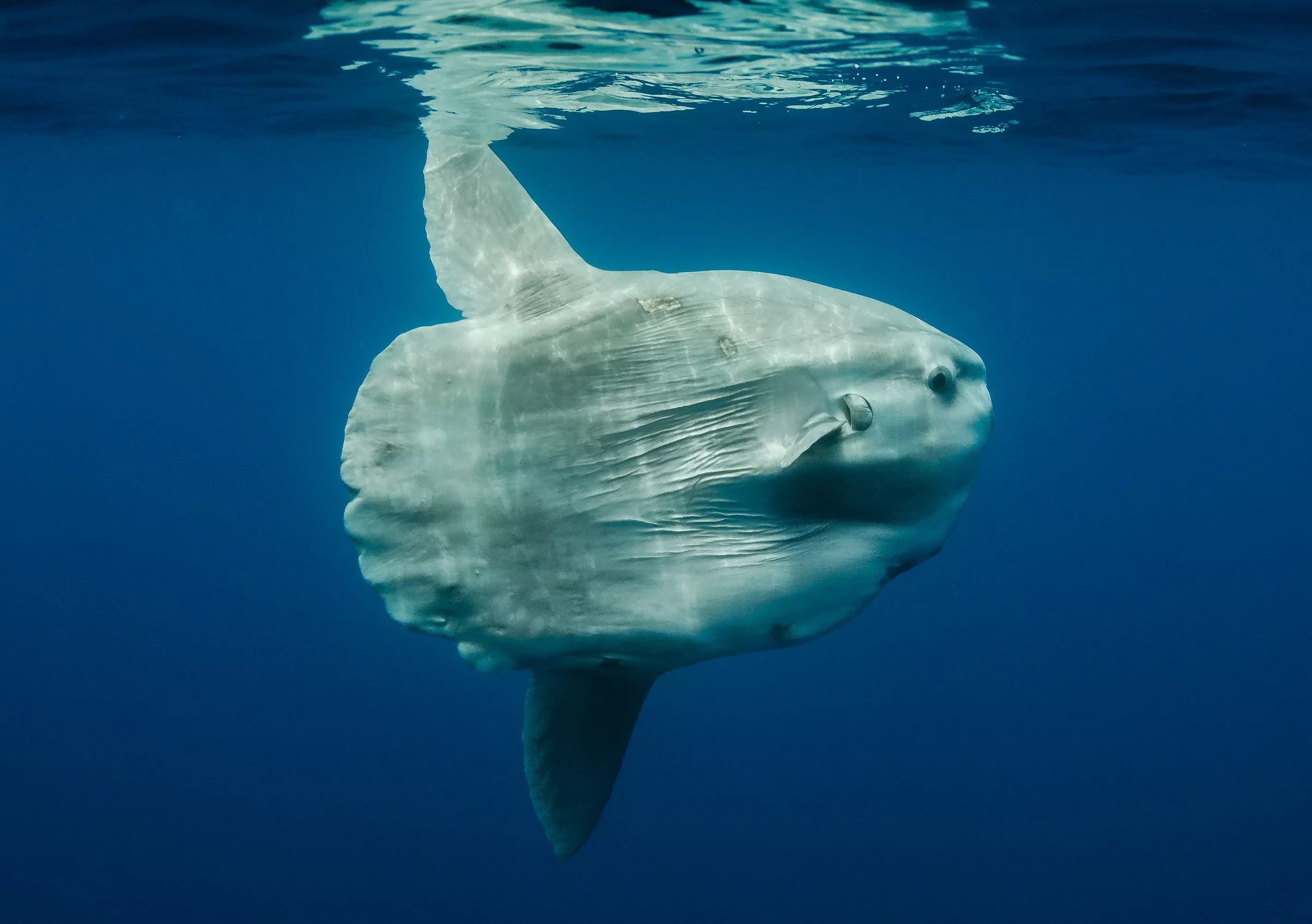 Giant Sunfish