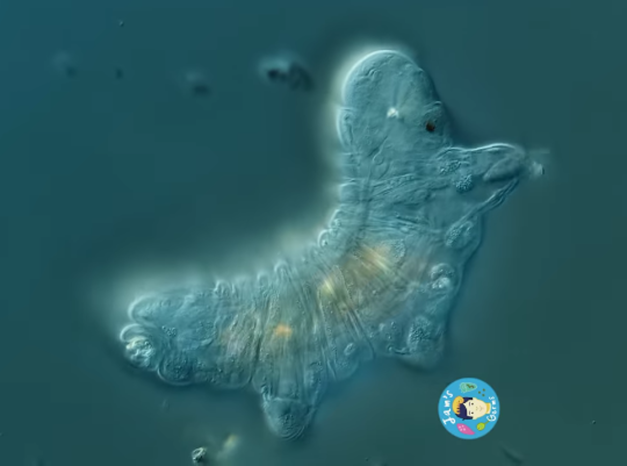 Video Shows 'Weirdest Tardigrade Ever' Named After Kramer From ...