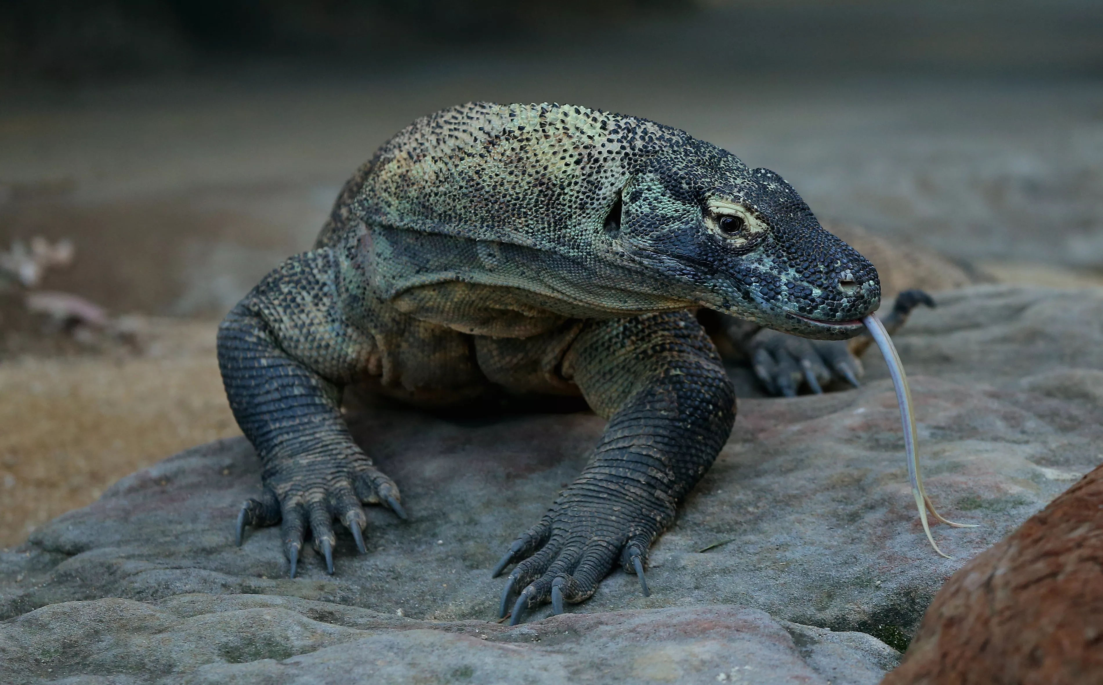 Komodo Dragon