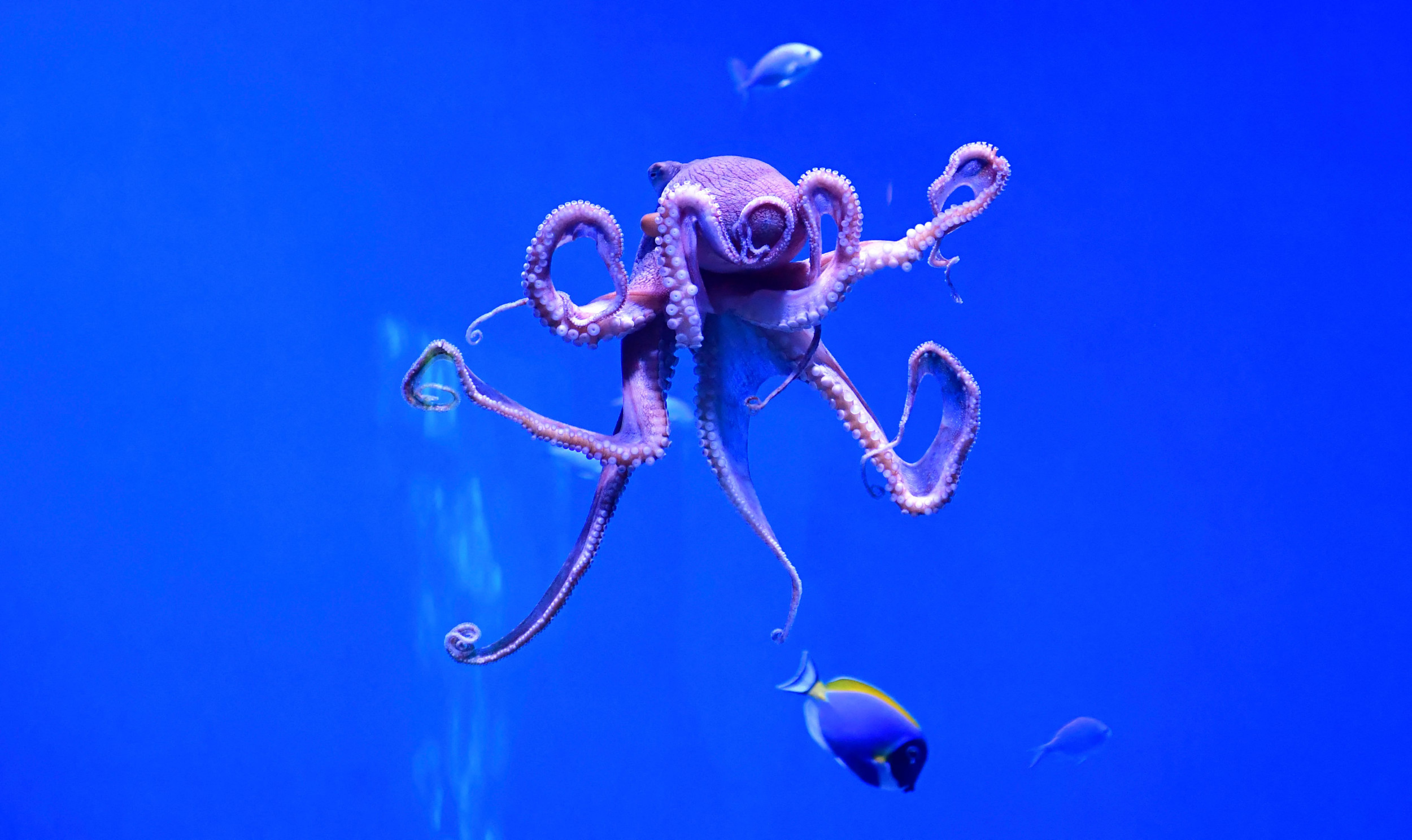 Viral Video Of Woman s Incredible Bond With Octopus Mom Leaves The Viral Video Of Woman s Incredible Bond With Octopus Mom Leaves The