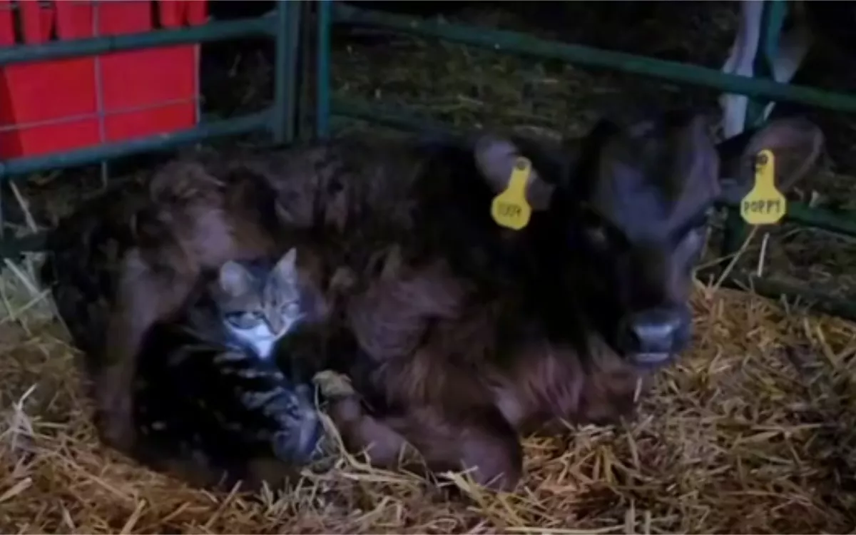 Cub Cat Calf
