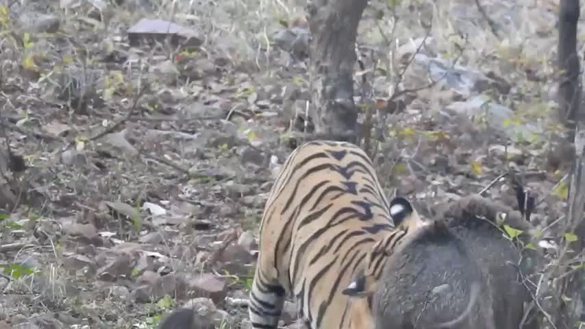Tiger Vs Wild Boar