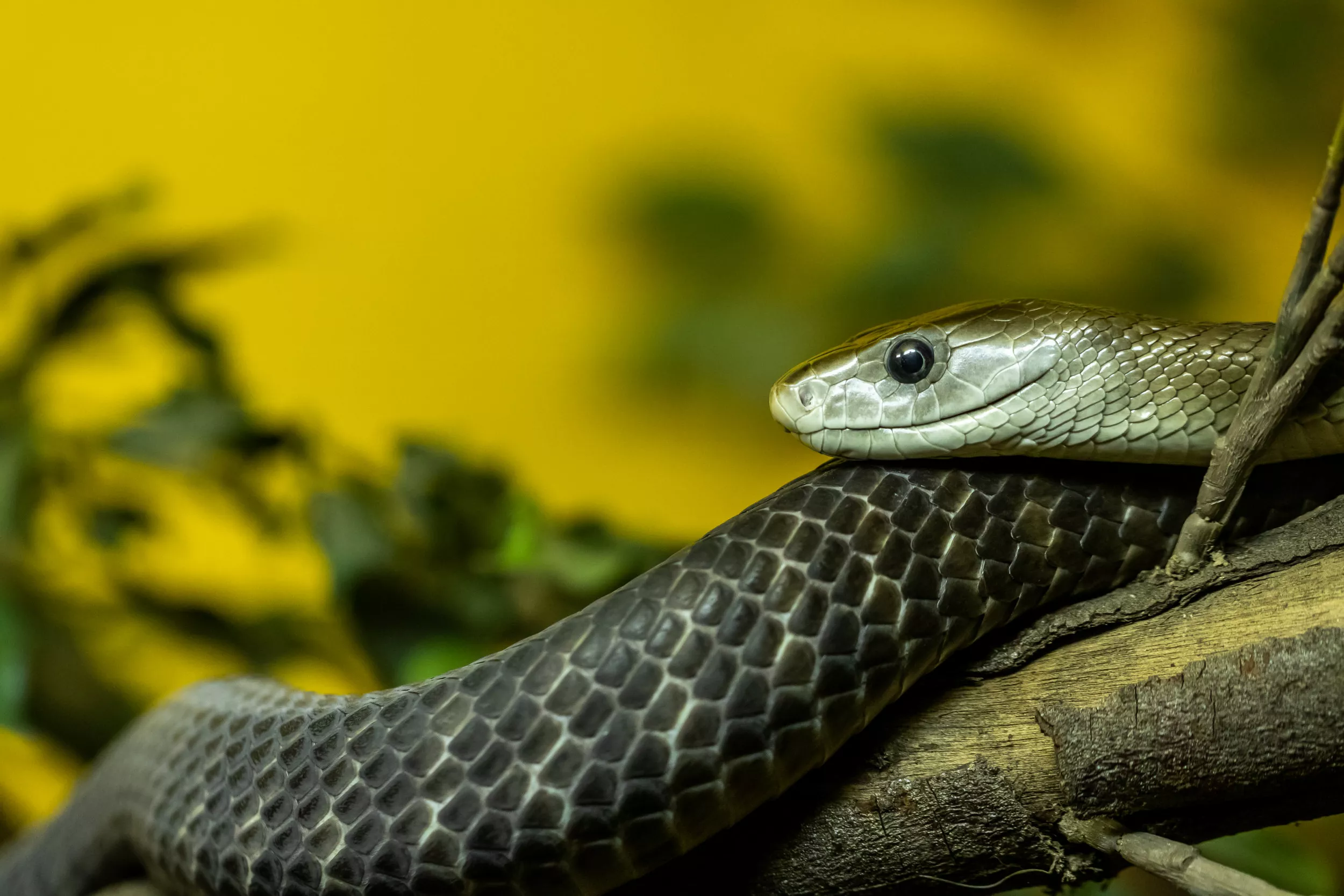 Top 16 Most Dangerous Black Mamba Snake Wallpapers In Hd 380 Mamba