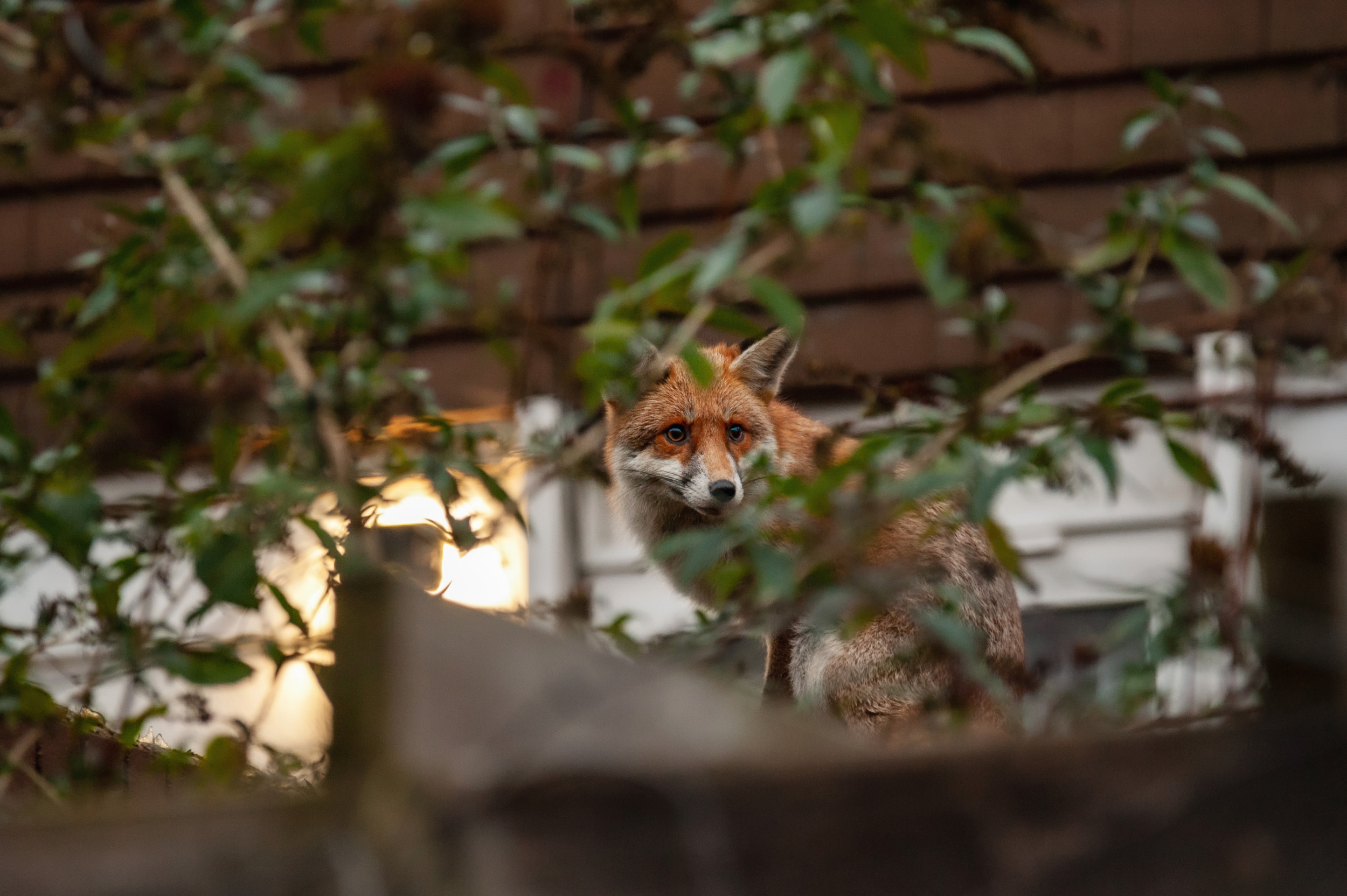 Rabid Fox Bites 3-Year-Old After Terrorizing Texas Neighborhood - Newsweek