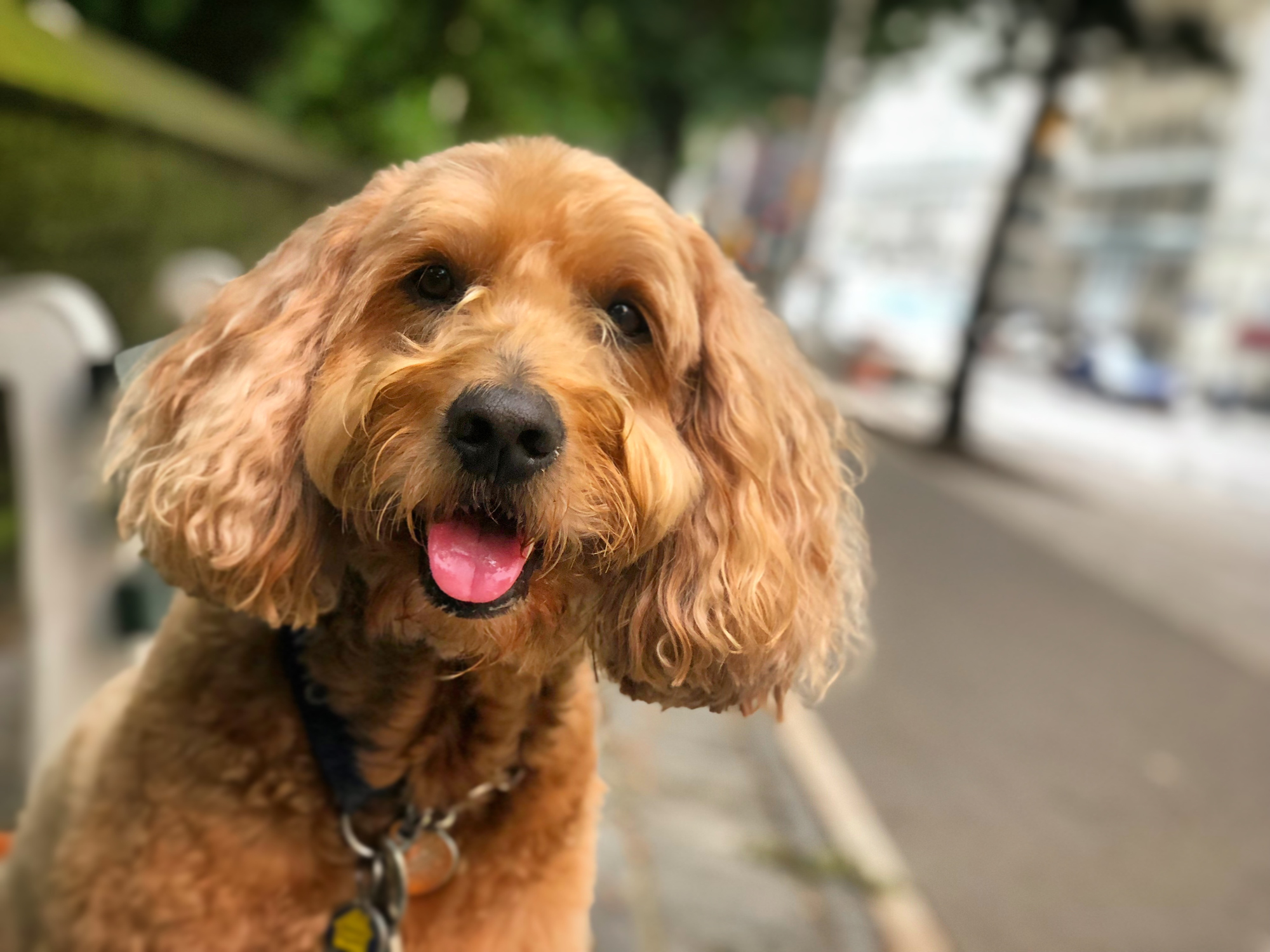 Doodle Waits Outside Neighbor's Door For Dog To Come Out and Play In ...