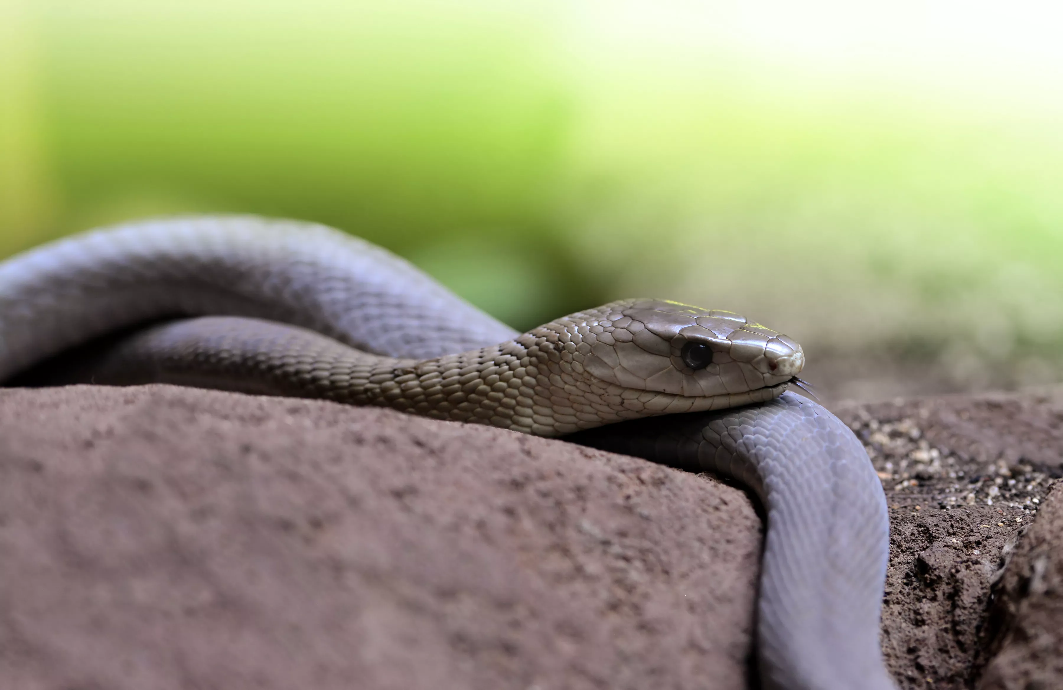 18 Black Mamba Snake Facts That Will Likely Surprise You Snake