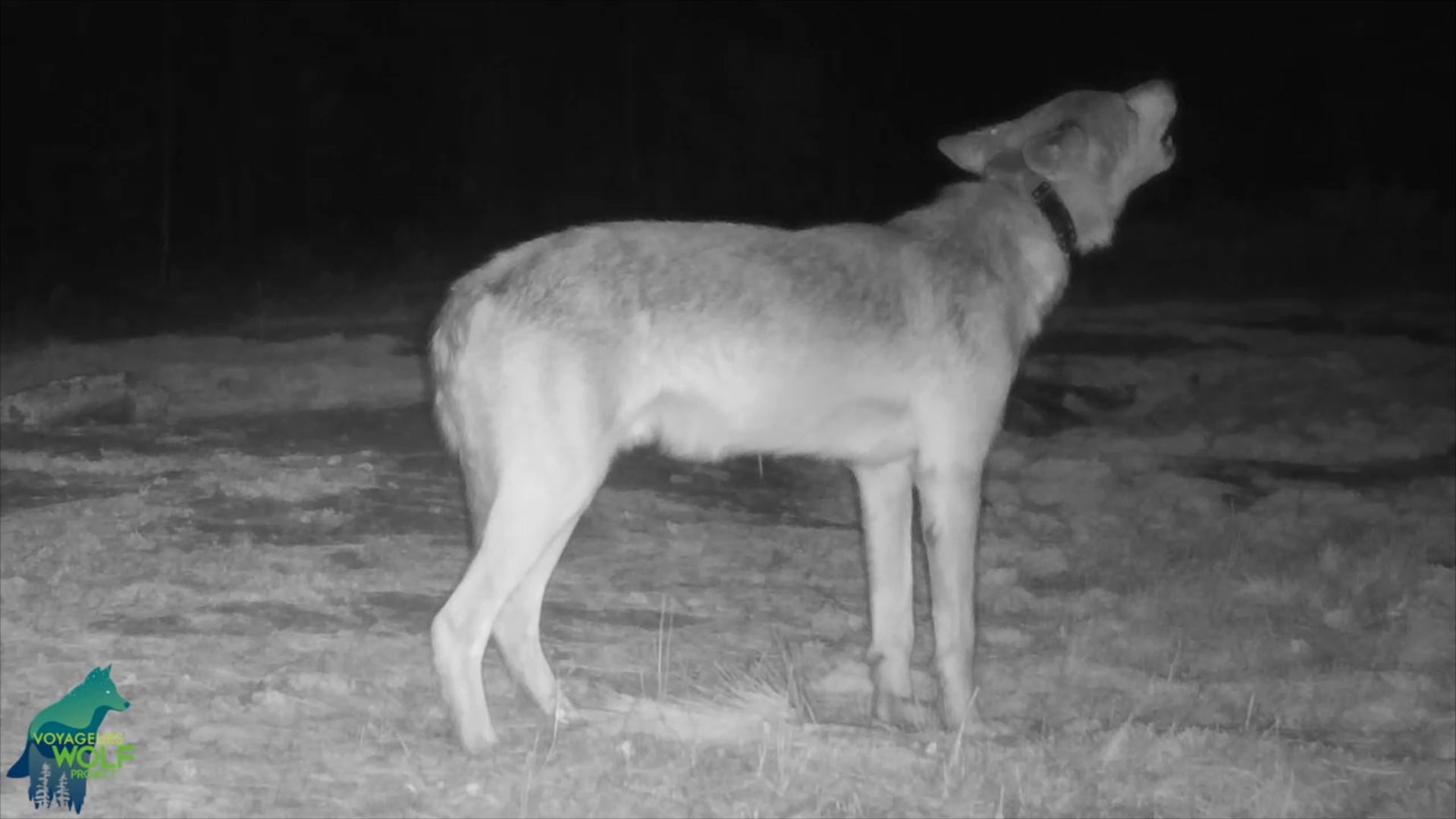 Why Do Dogs And Wolves Howl