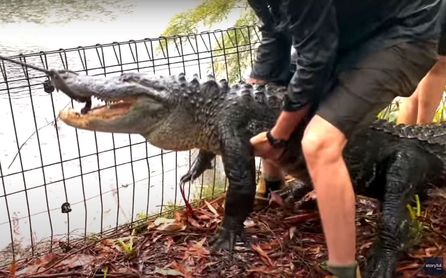 Video Shows 'Dangerous' Alligator Being Straddled by Zookeepers in ...