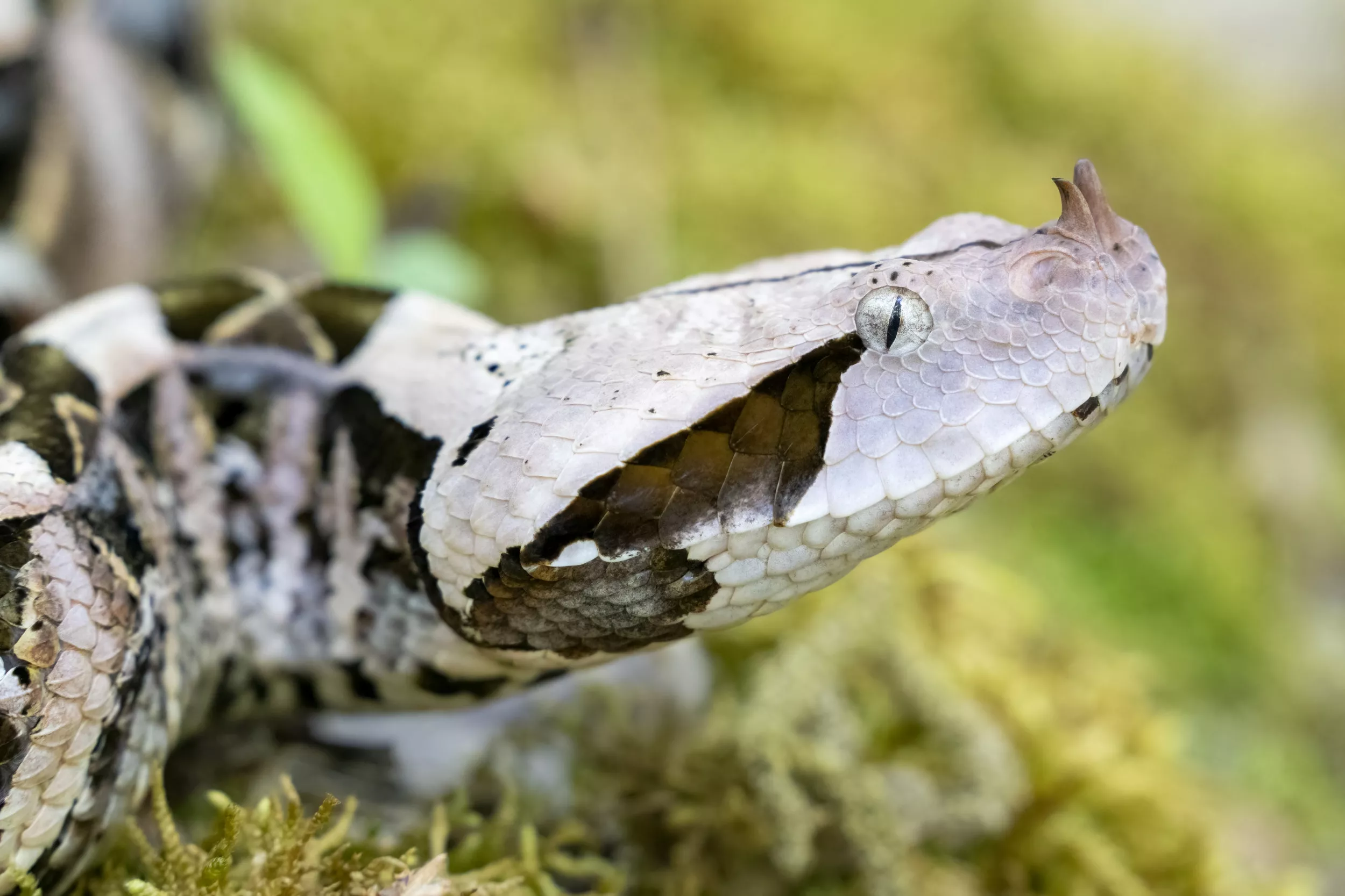 Gaboon Viper Snake Bite