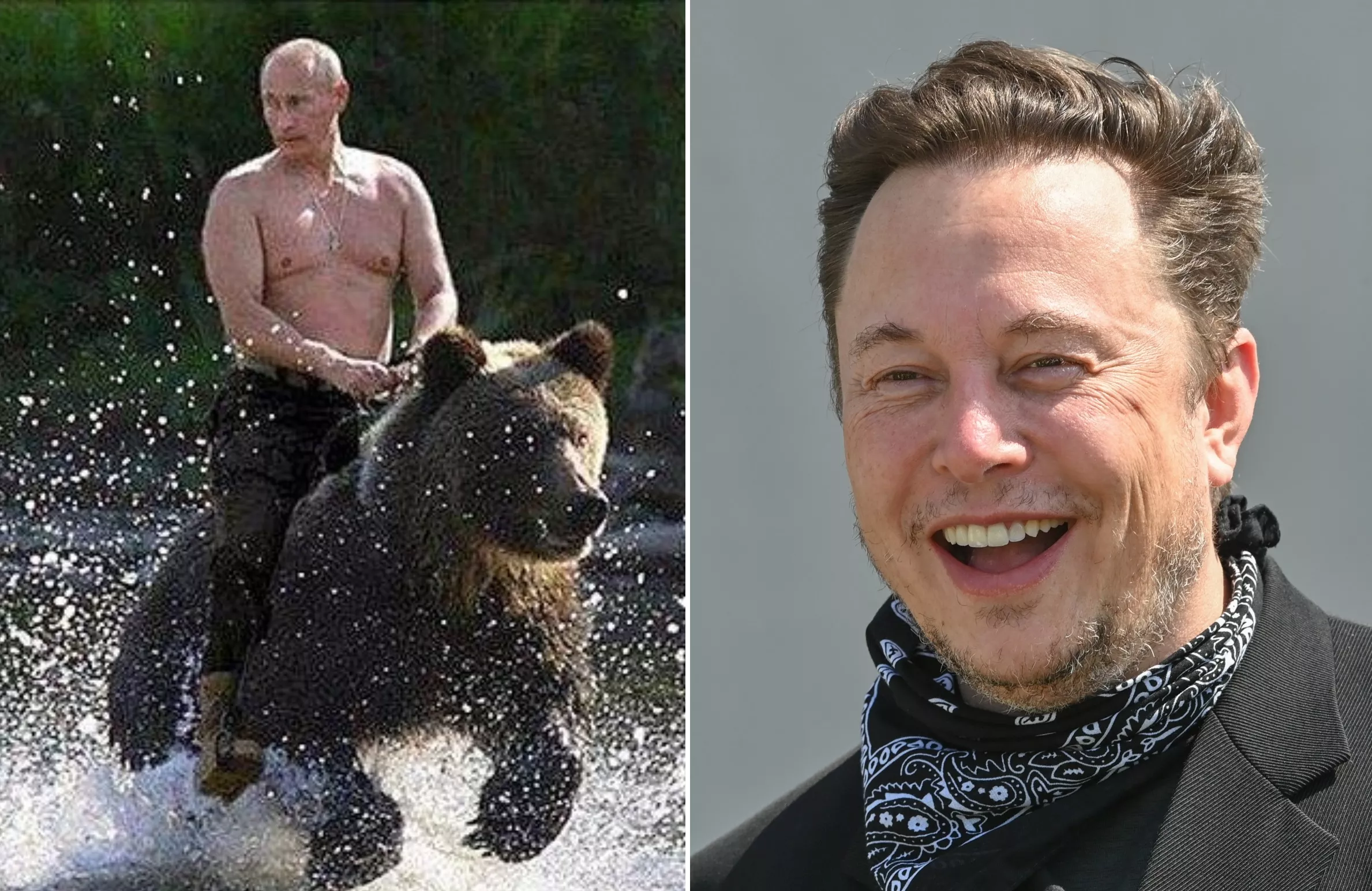 Putin Bear