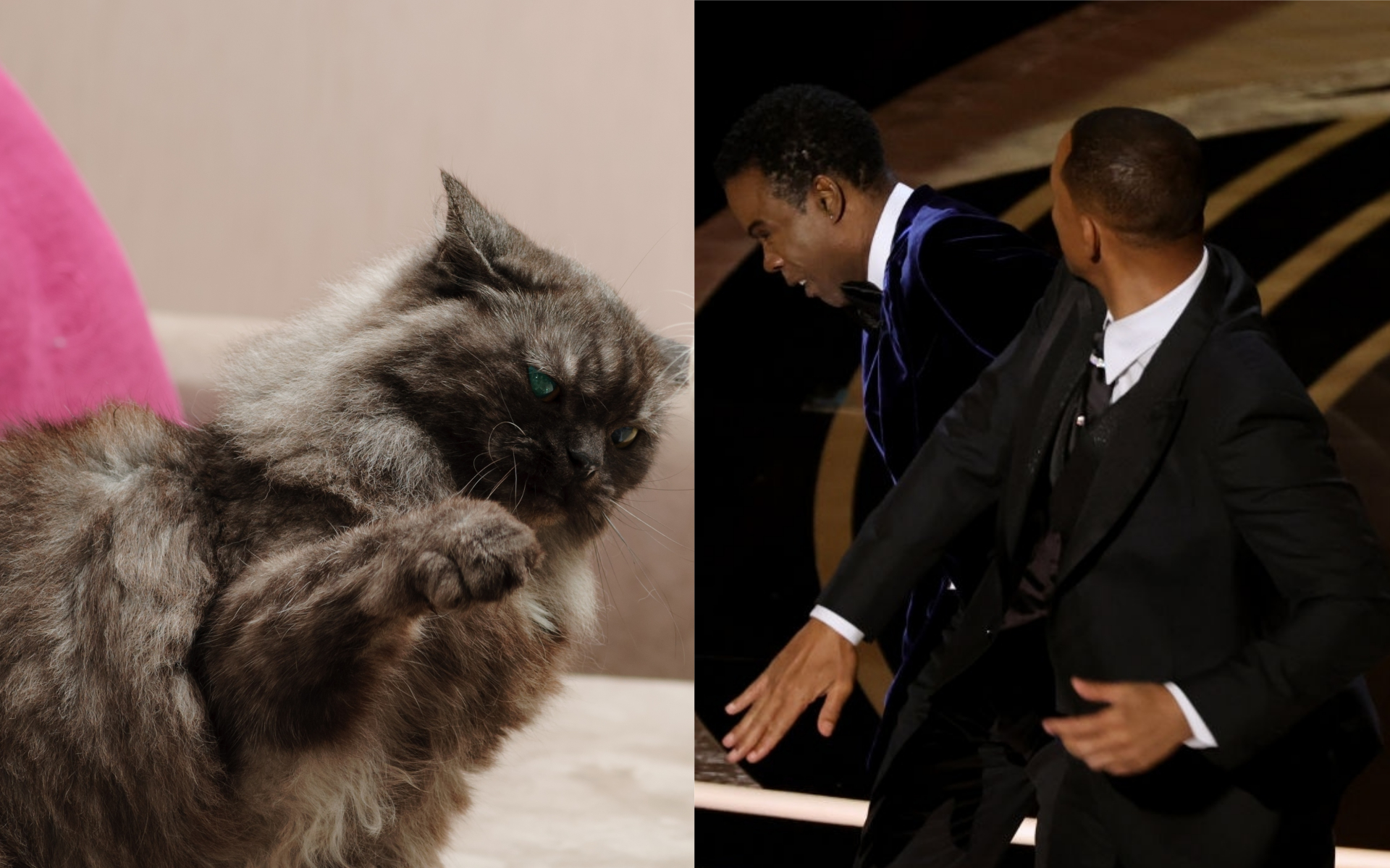 'He Will Smithed Him:' Cat Slaps Man in Hilarious Video - Newsweek