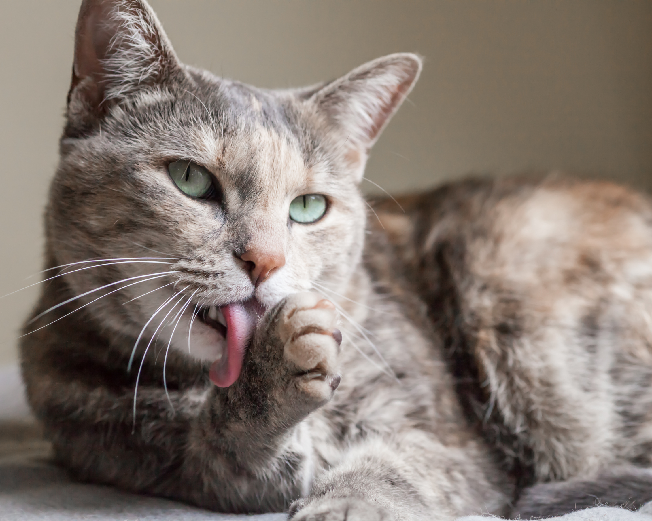 Why Is My Cat Grooming So Much Newsweek