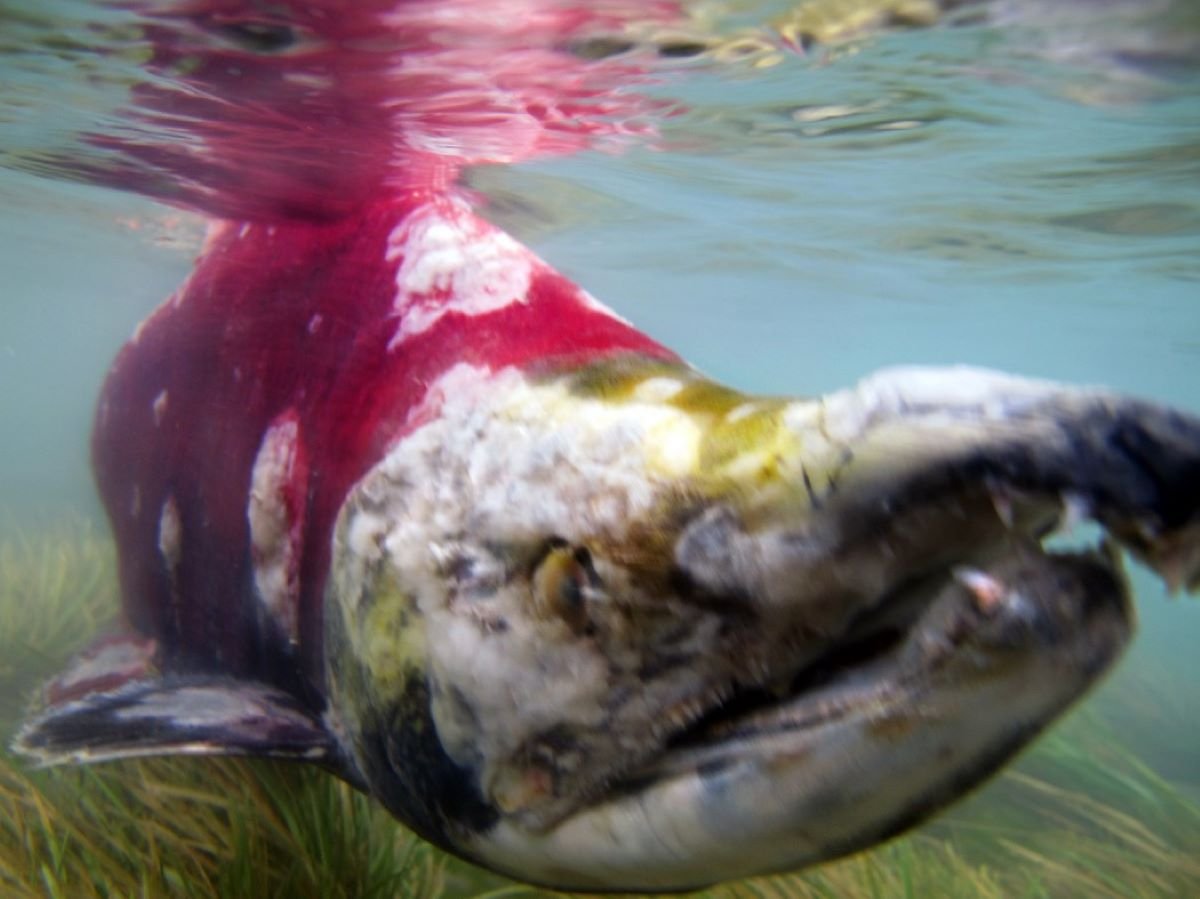 Zombie Salmon Literally Rot Alive After Spawning Newsweek