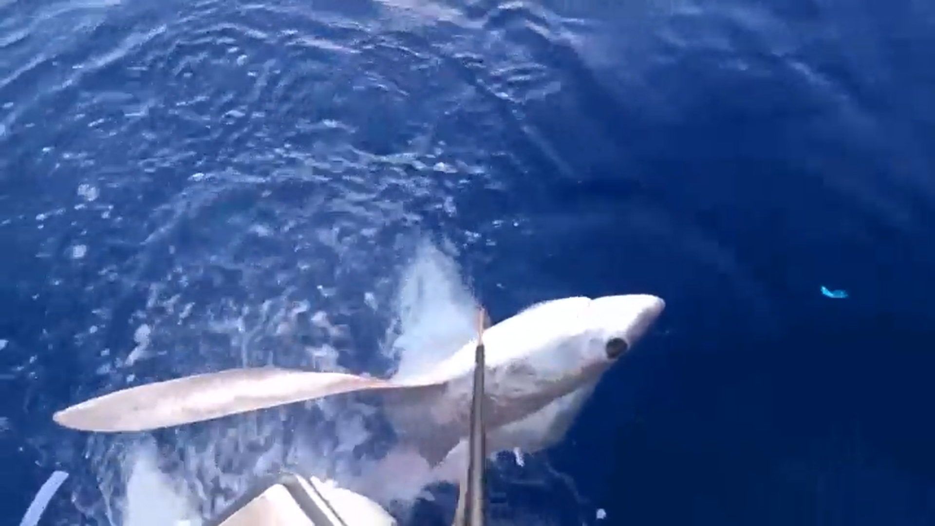 Giant Squid Attacking Shark