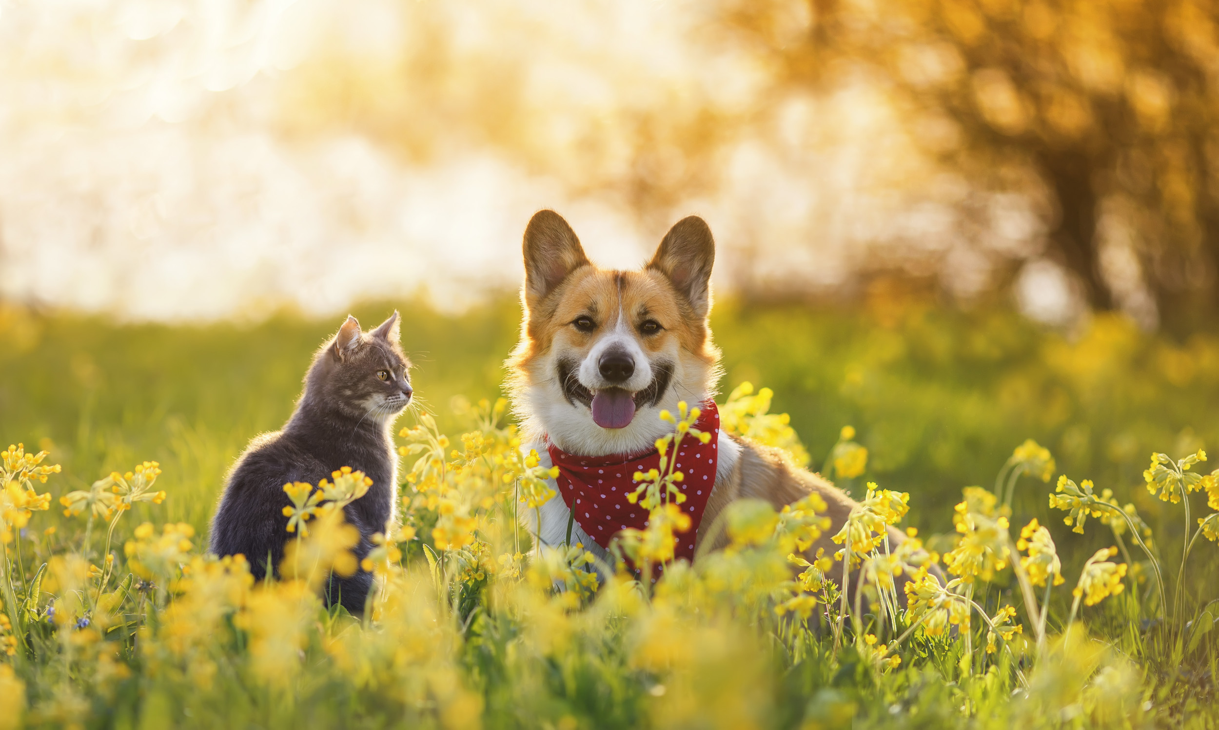 Happy National Pet Day Mark Ruffalo And More Share Their Adorable Pals