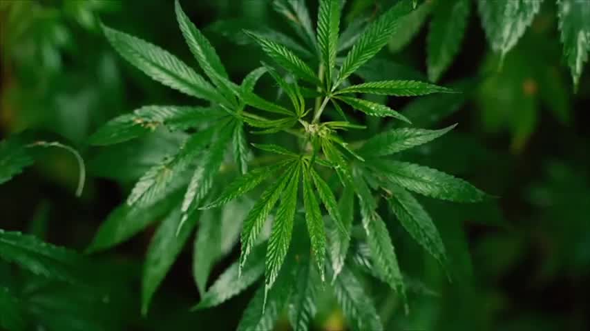 420 Weed Cover Photo