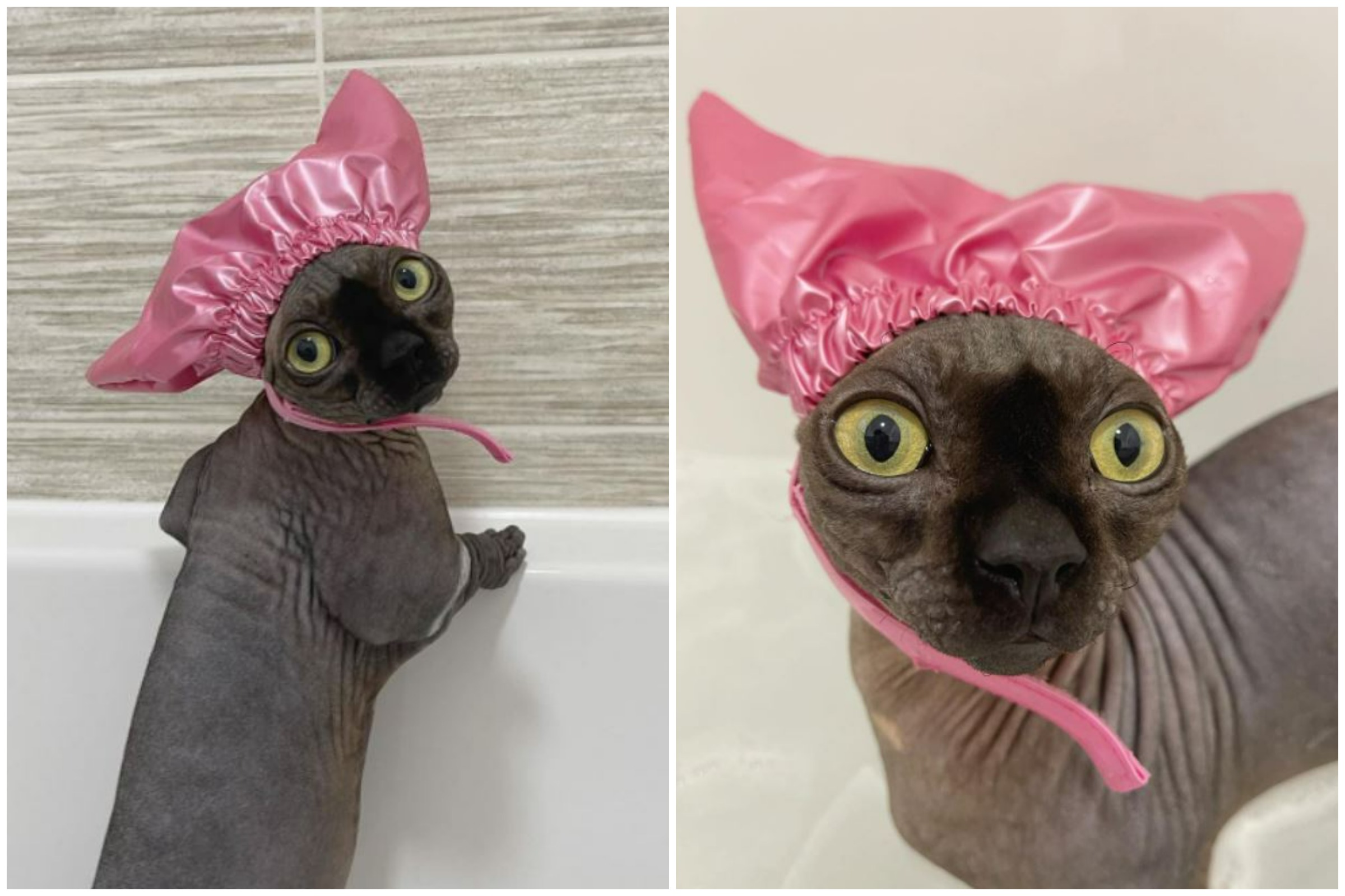 Hairless Cat Bathing In Custom Pink Shower Cap Sends Internet Wild Hairless Cat Bathing In Custom Pink Shower Cap Sends Internet Wild