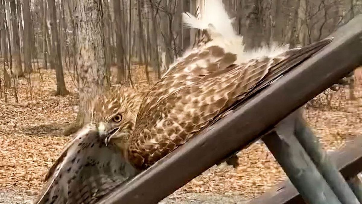 Video Captures Moment New York Cop Rescues Large Hawk With Leg Trapped ...