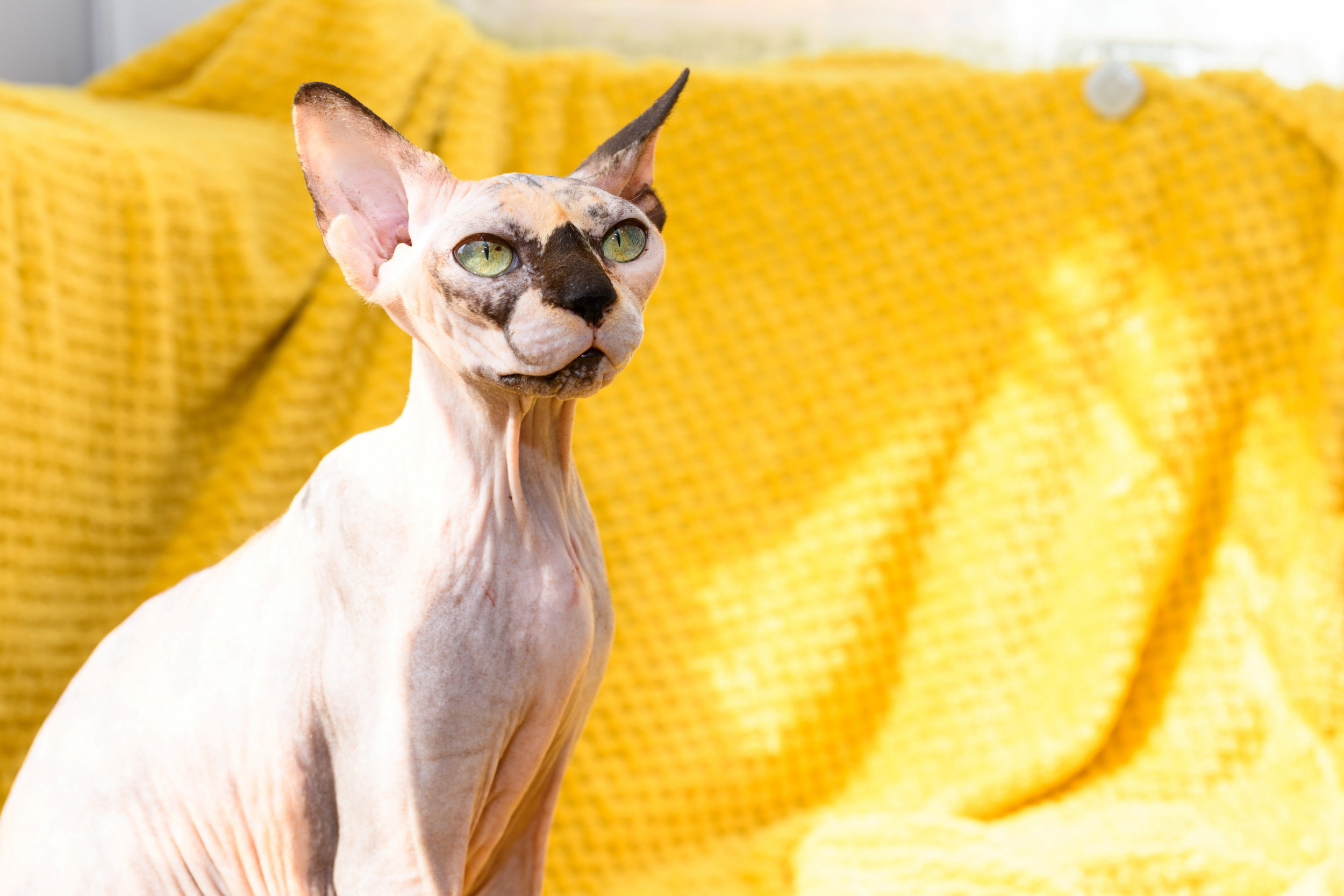 Hairless Sphynx Cat Rescued By Sanctuary After Being Used As Breeding Hairless Sphynx Cat Rescued By Sanctuary After Being Used As Breeding