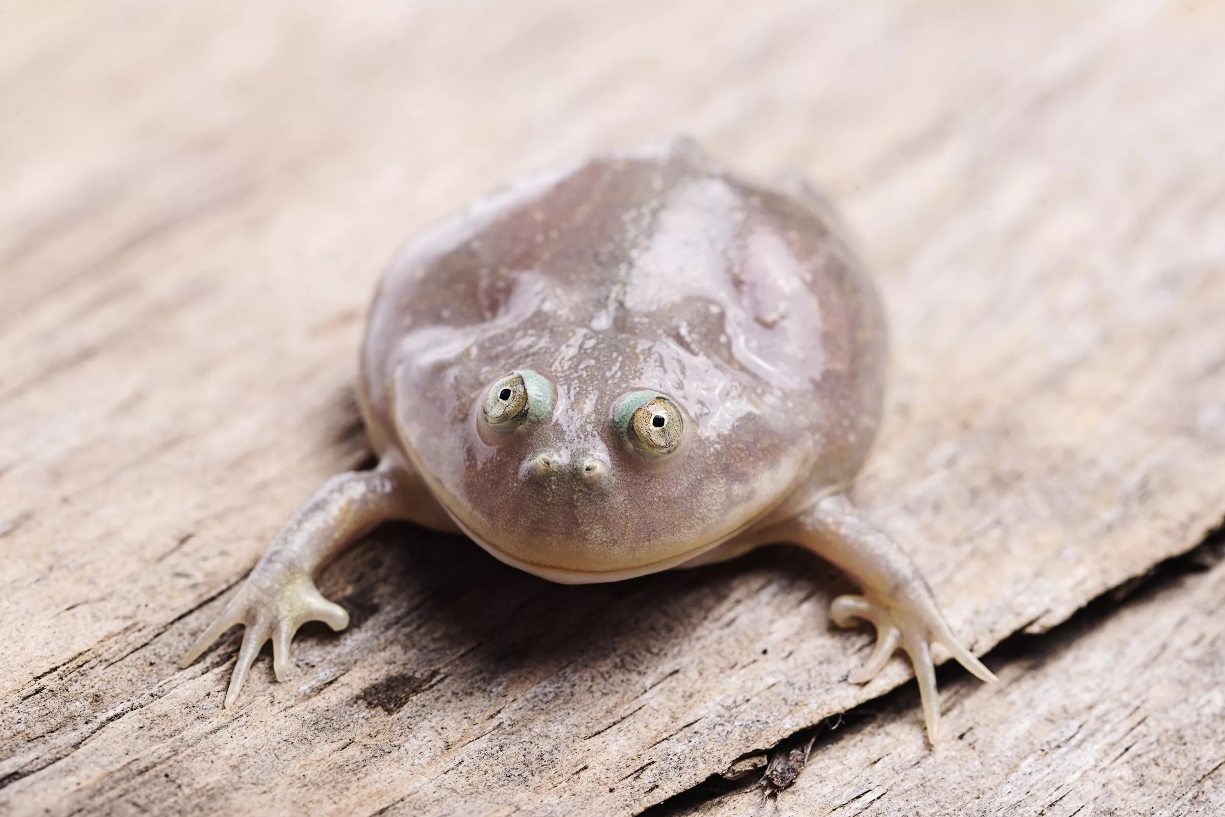 Funny Real Frog Pictures