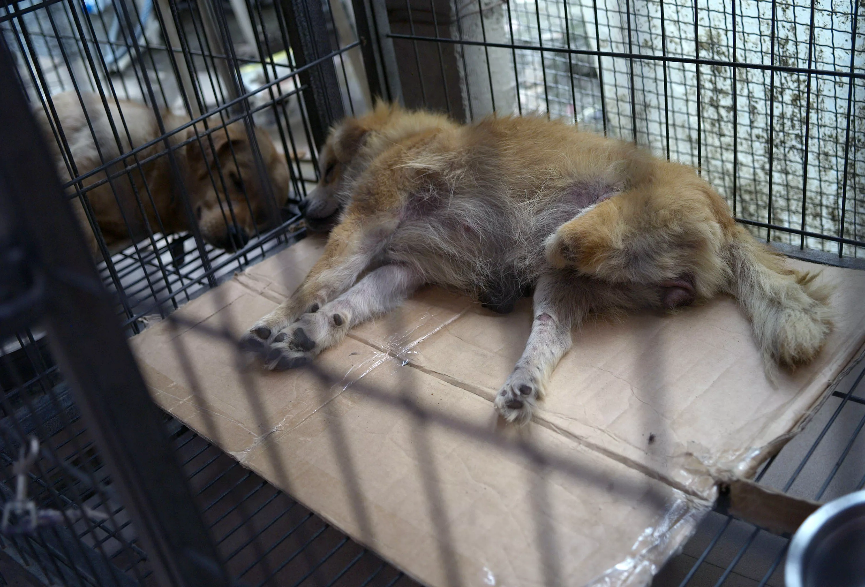 How Many Shelter Dogs Are Put Down