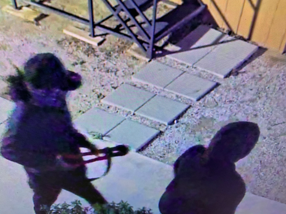 CCTV Captures Alleged Thieves With Bolt Cutters Taking 3 Dogs From ...