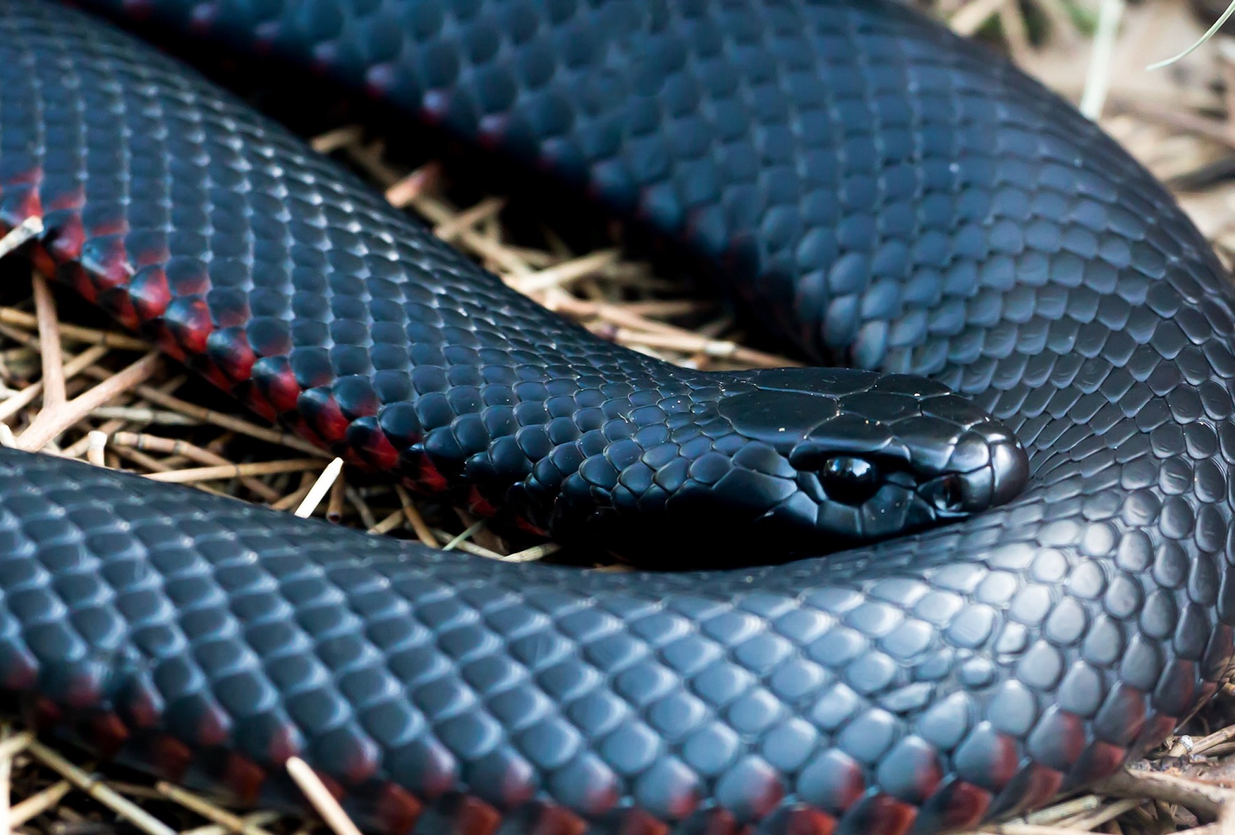 Venomous Snakes Shut Down COVID Test Center - Newsweek