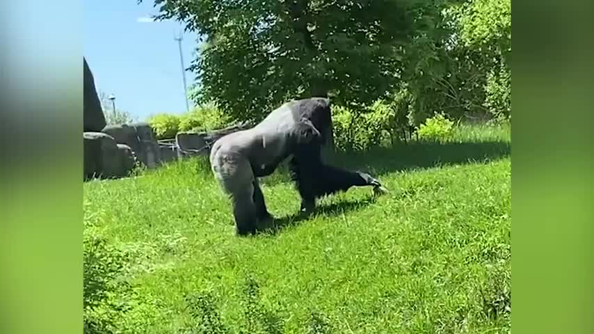 Pet Gorilla