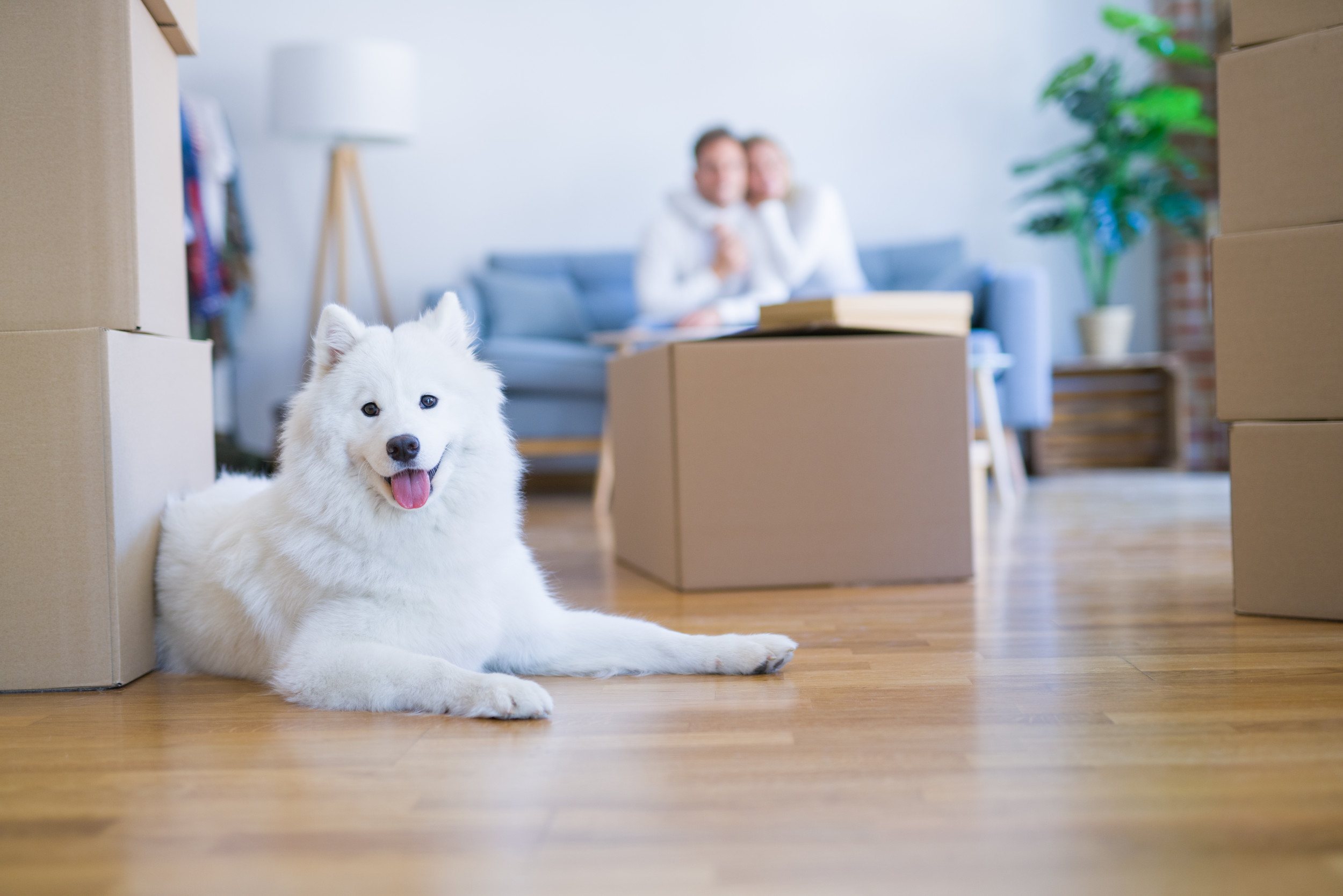 These Are the Best and Worst Cities to Rent With Dogs, Cats in America ...