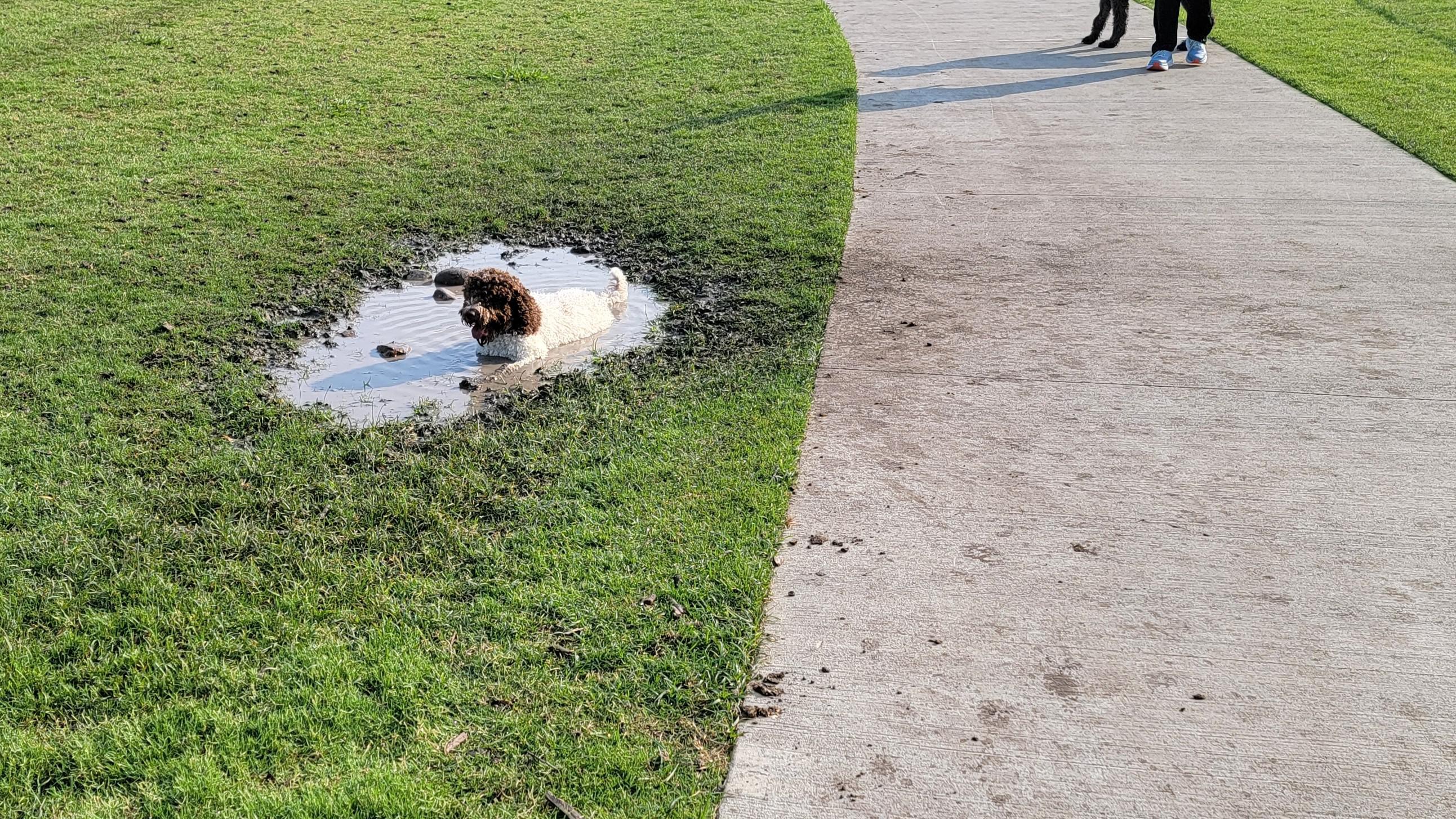 'Always Find a Way:' Dog Hops in Only Puddle in Park With No Water ...