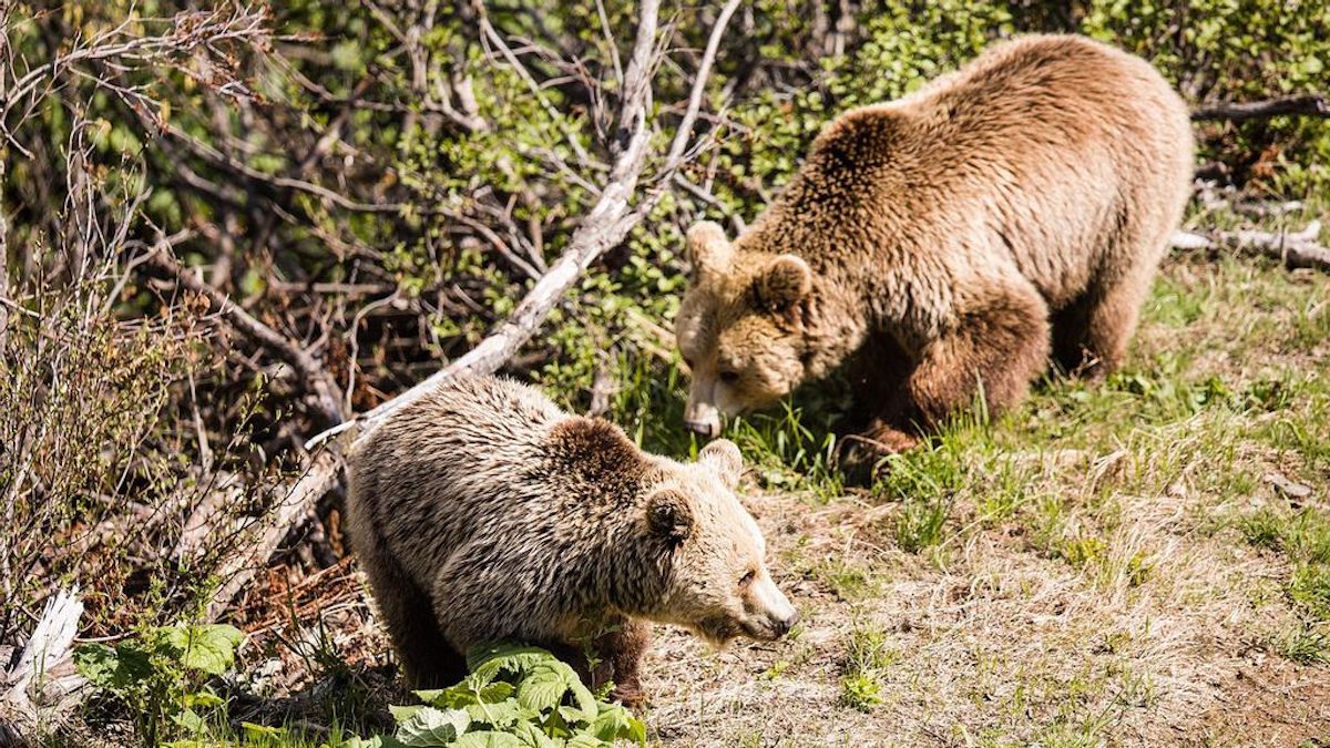 Rescued Bear's New Den Is So Cozy He Just Wants To Snooze - Newsweek