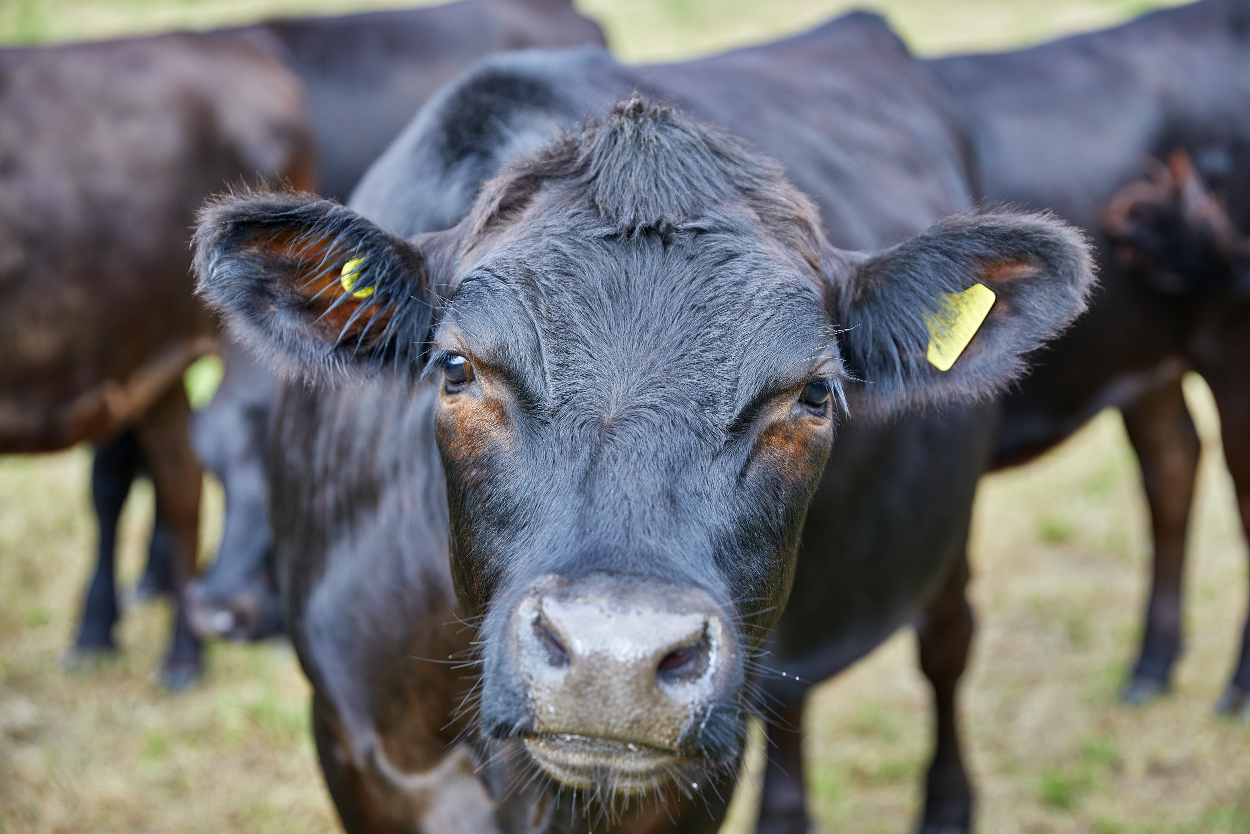 Woman Shocked to Find Cow Herd Taking Over Her Backyard: 'Free Lawn ...