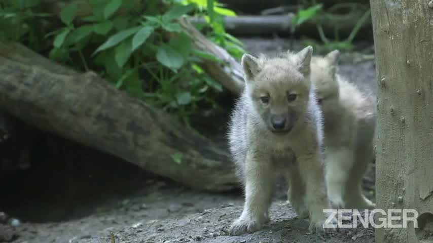 White Wolf Cubs Majestic Snow White Wolf And Her Grown Up Cubs: