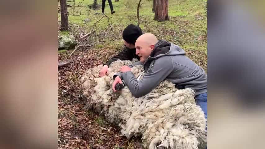 Sheep Giving Wool