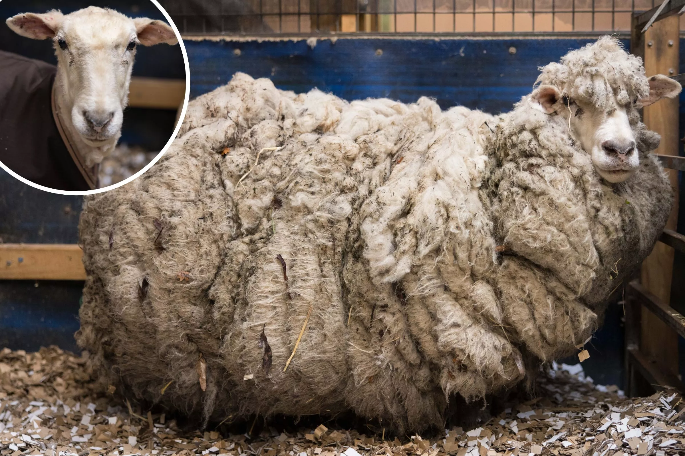 Sheep Giving Wool
