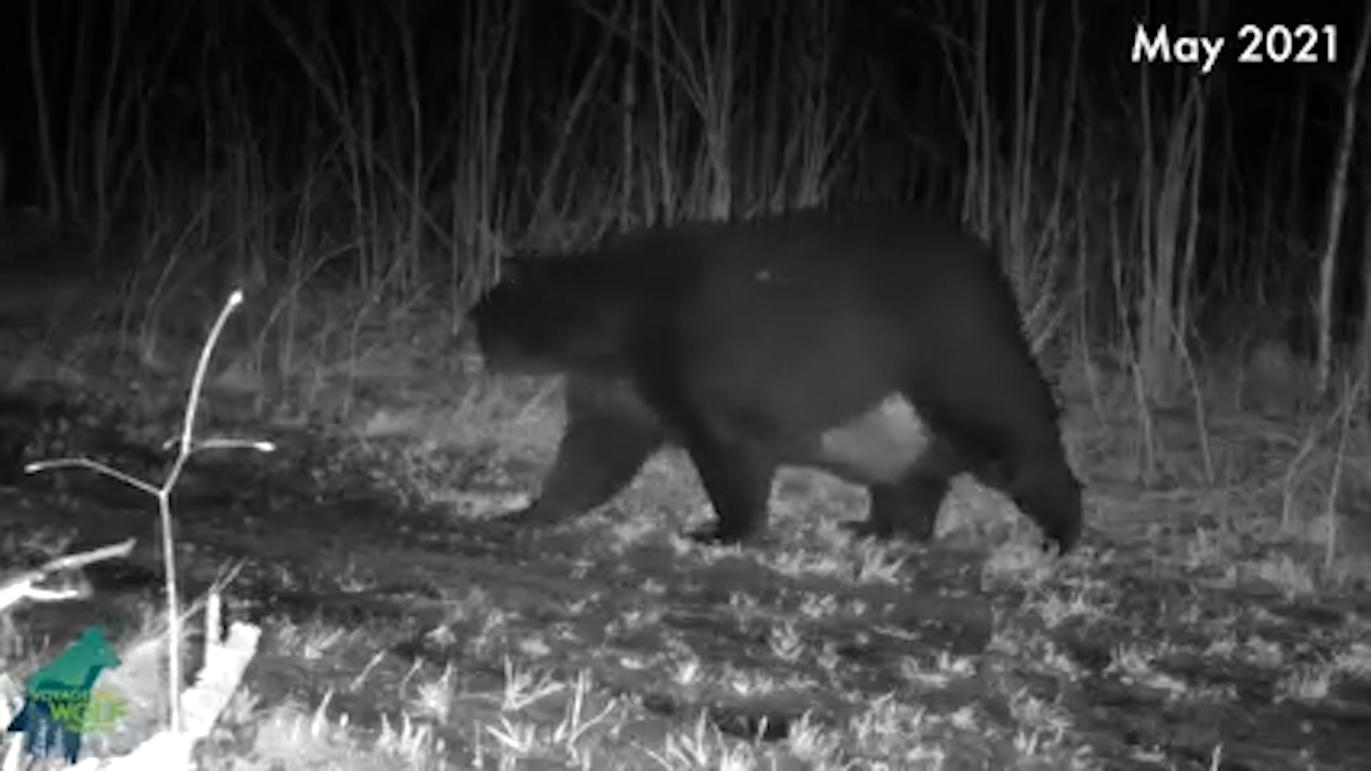 Fat Bear Belly